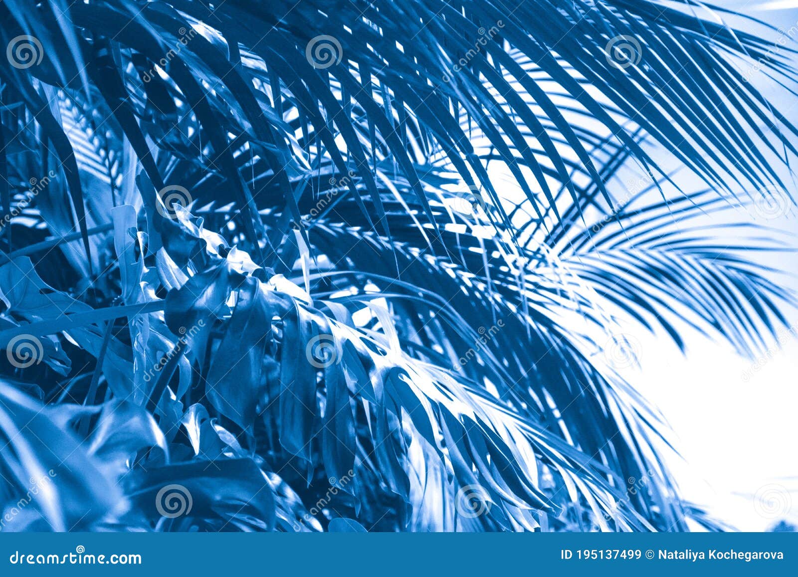 Large blue palm leaves stock image. Image of relaxation - 195137499
