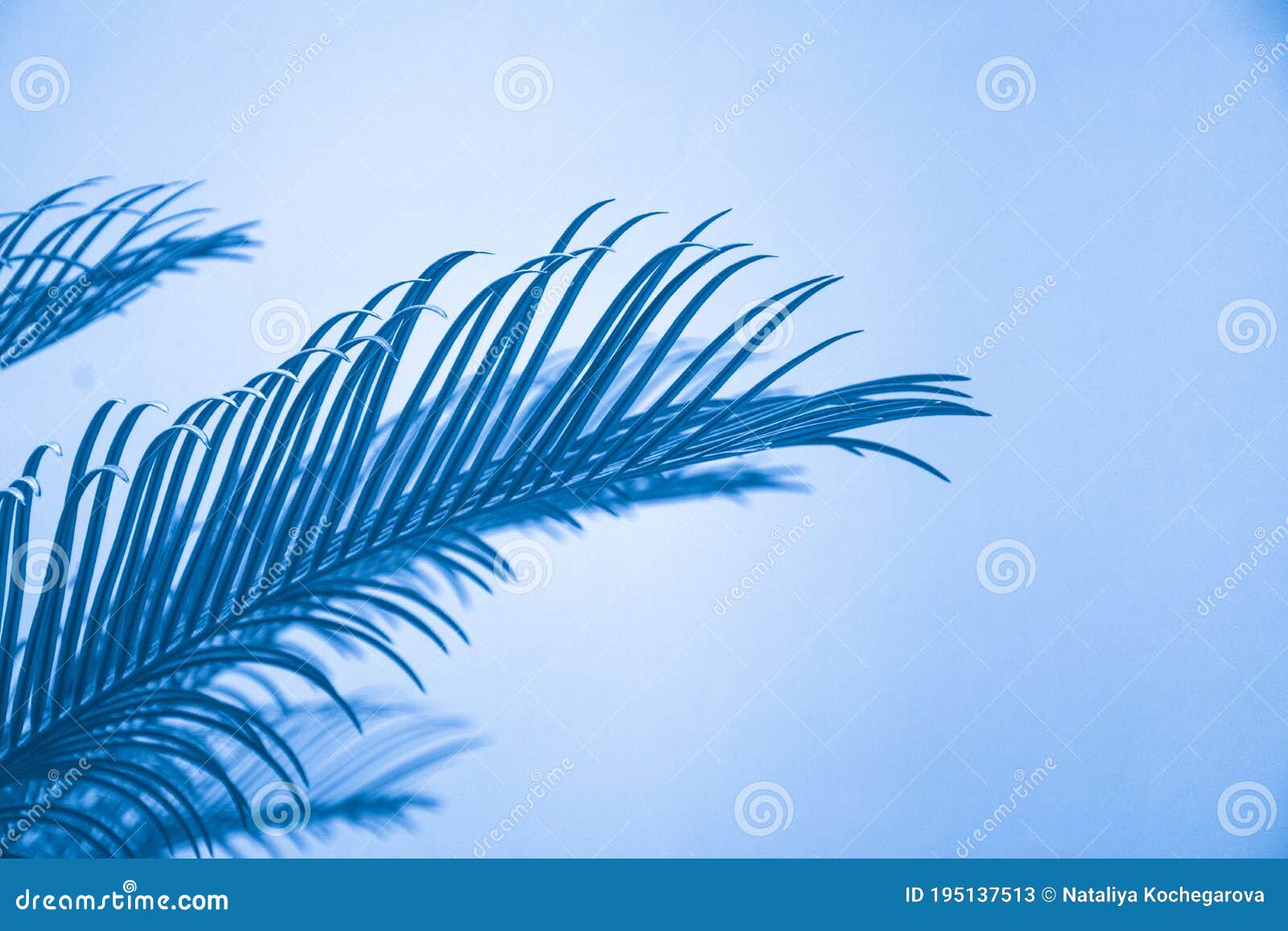 Large blue palm leaves stock image. Image of shine, bright - 195137513