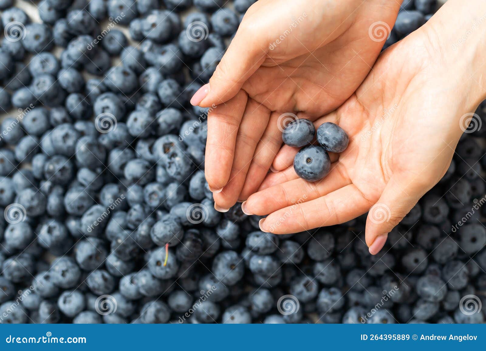 Large Blueberry in Female Hands Stock Image - Image of ripe, heart ...