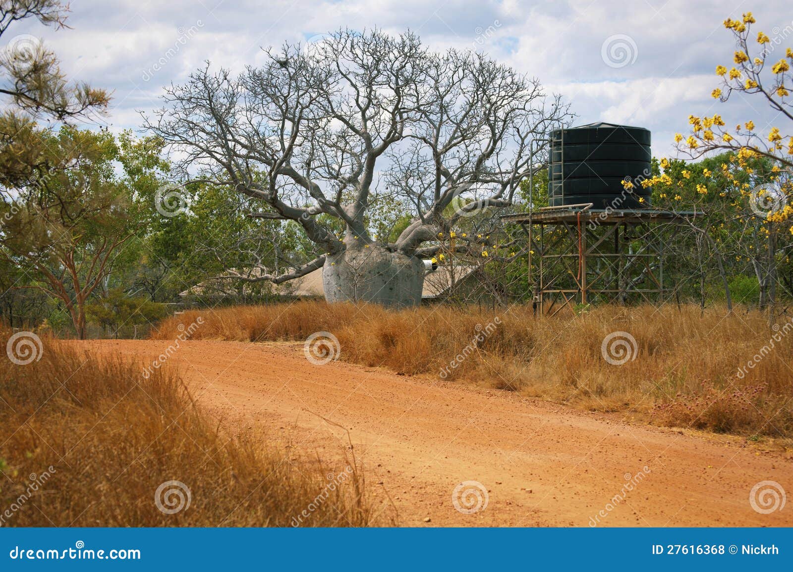 Large Boab Tree stock photo. Image of desert, plant, huge - 27616368