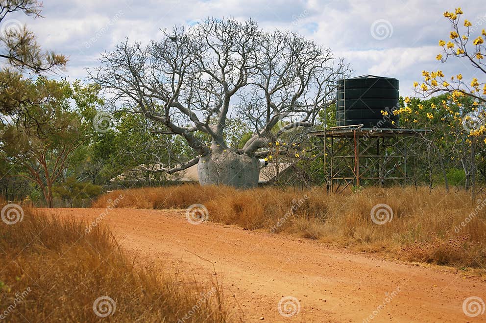 Large Boab Tree stock photo. Image of desert, plant, huge - 27616368