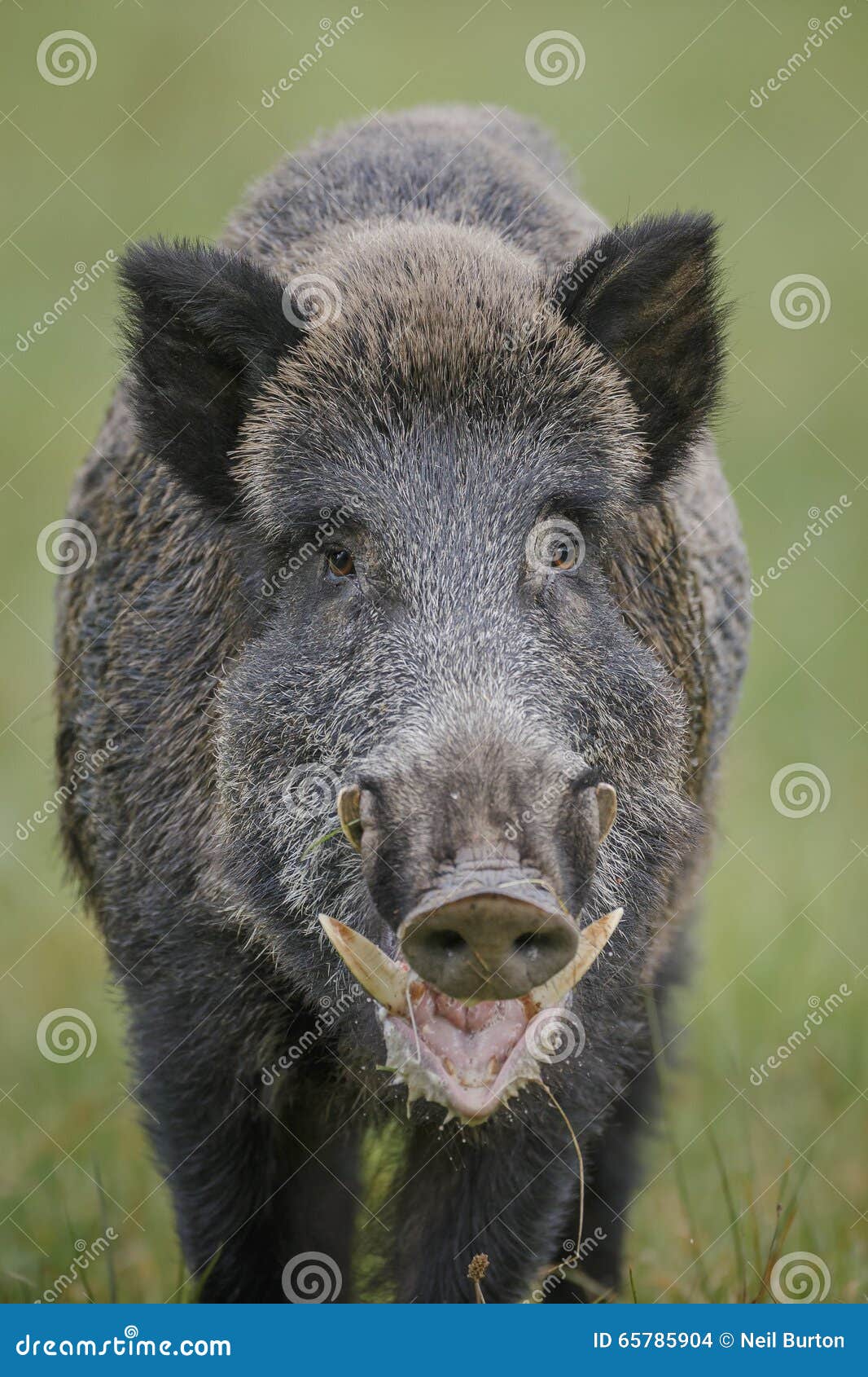 Large boar stock photo. Image of hardy, running, boar - 65785904