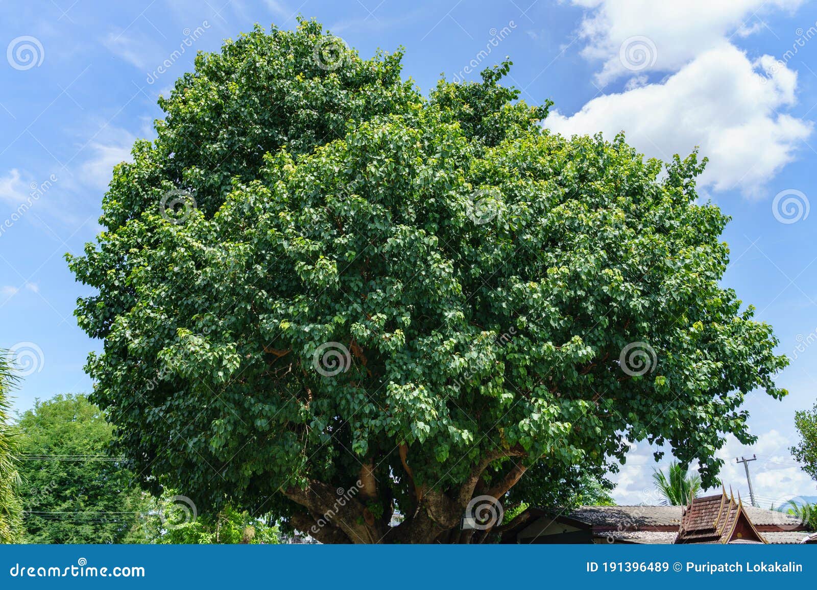Large bodhi tree stock image. Image of buddha, jungle - 191396489