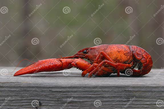 Large Boiled Crawfish stock photo. Image of seasoned, louisiana - 490628