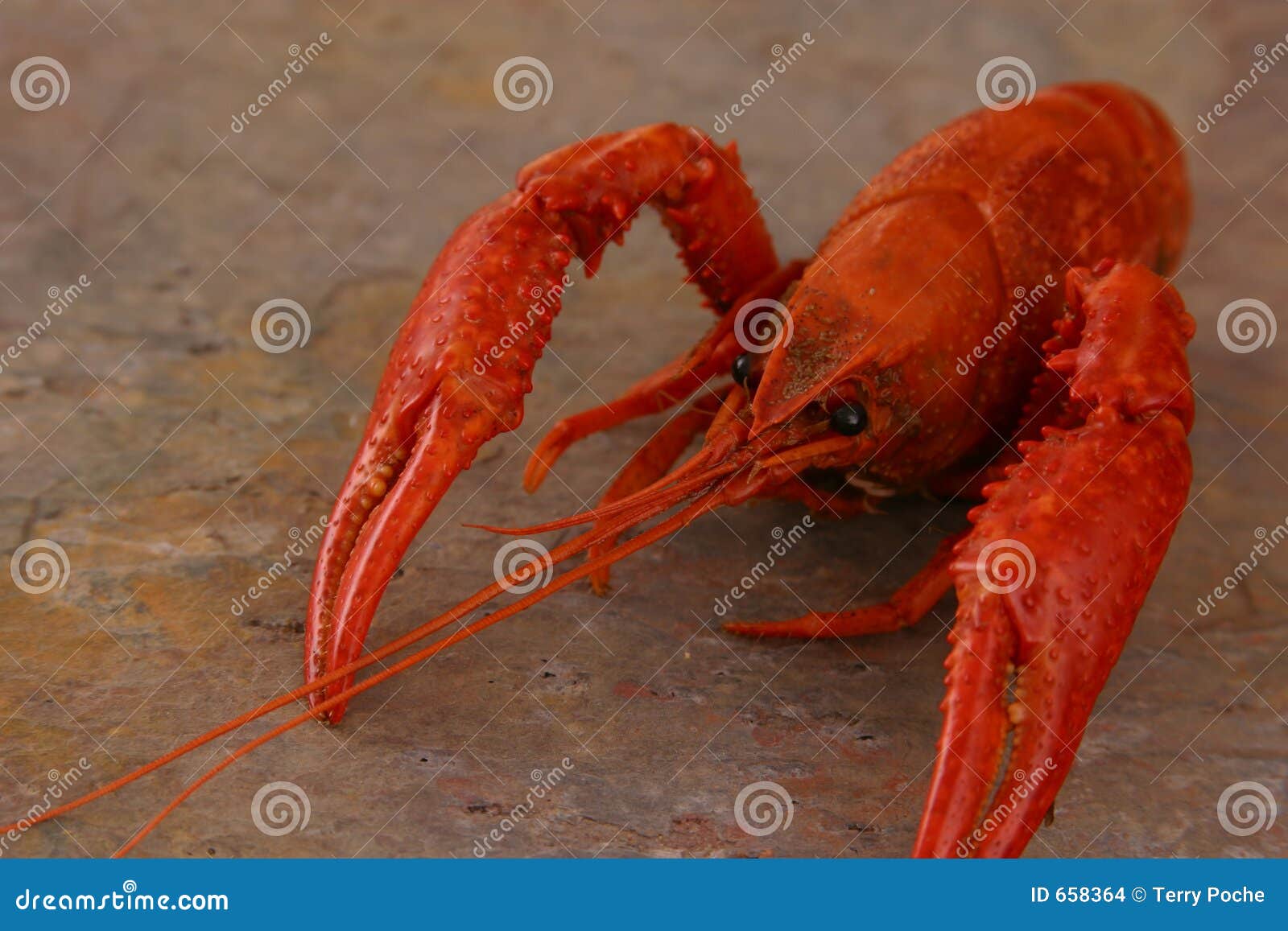 Large Boiled Crawfish stock photo. Image of shellfish, cooked - 658364