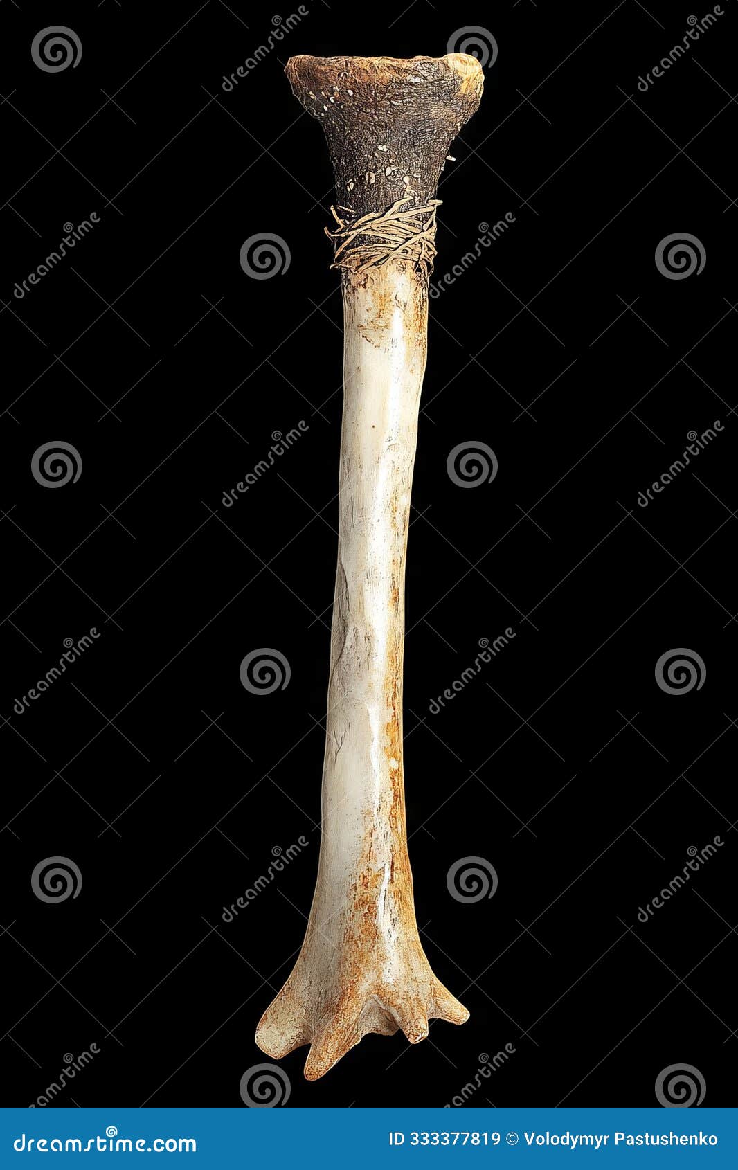 A Large Bone with a Black Background Stock Image - Image of chipped ...
