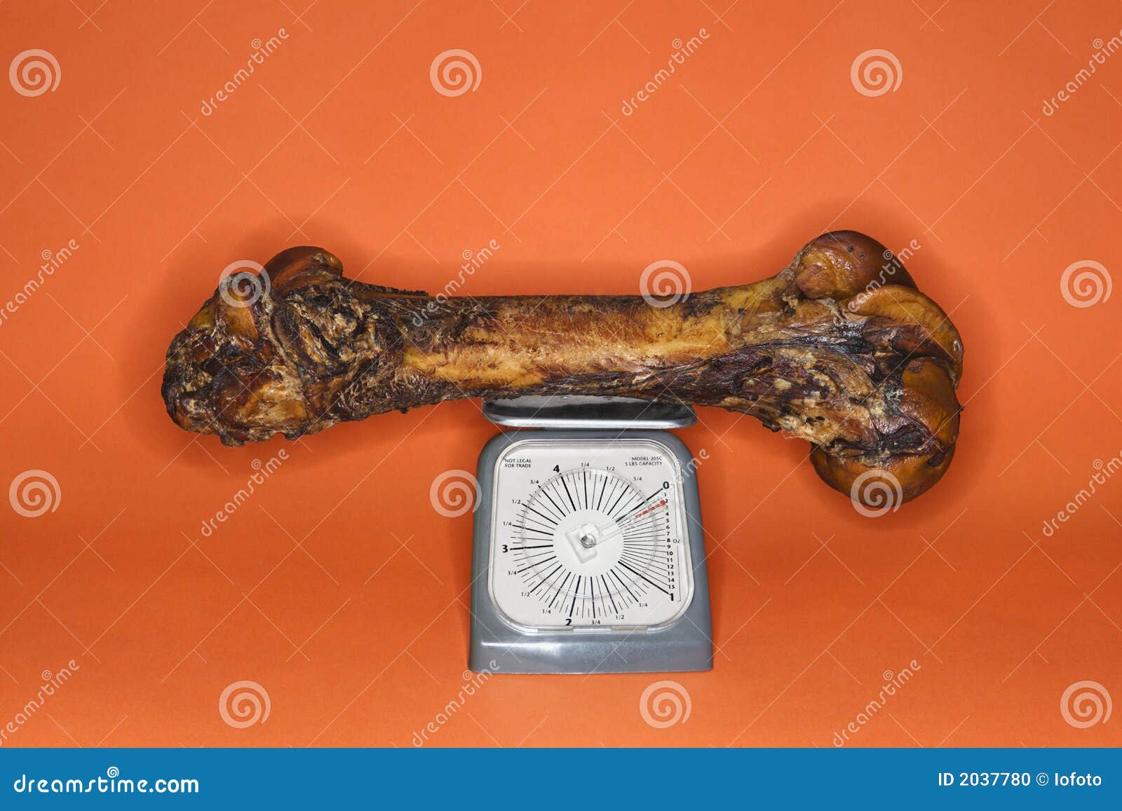 Large bone on scale. stock photo. Image of oversize, cured - 2037780