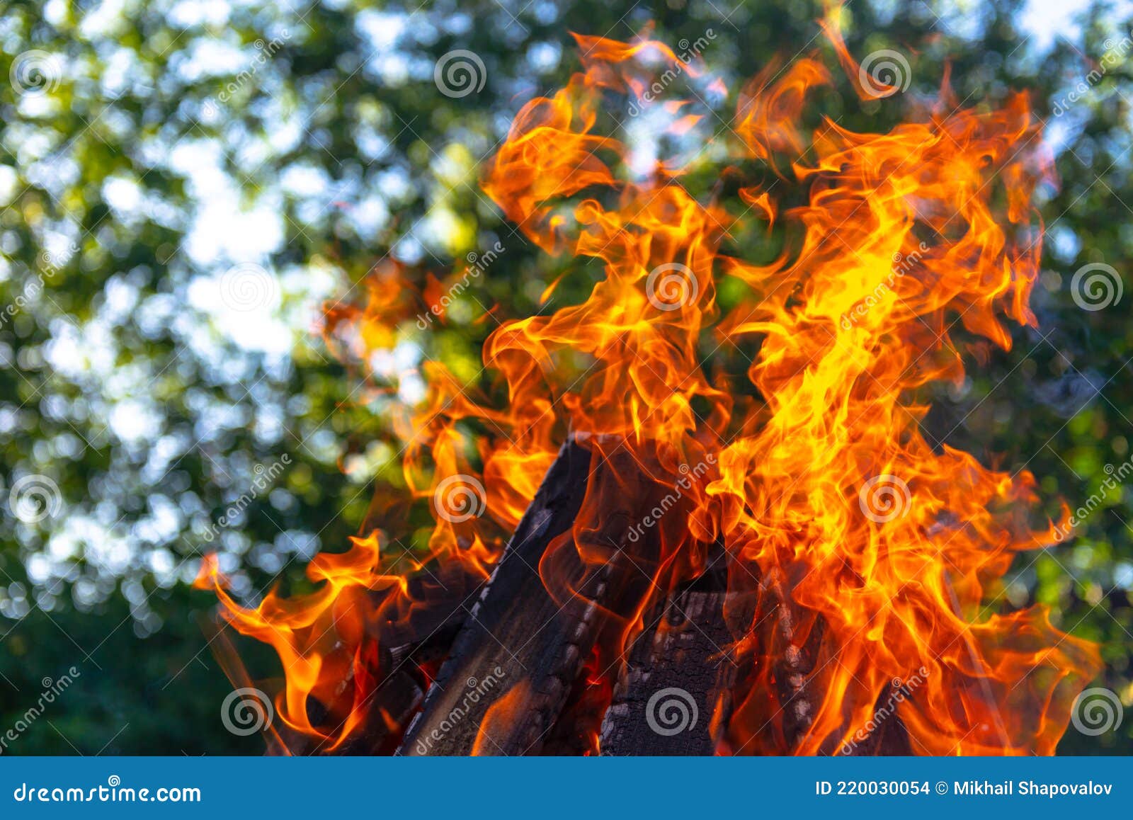 Large Bonfire on the Background of Trees Stock Photo - Image of fire ...