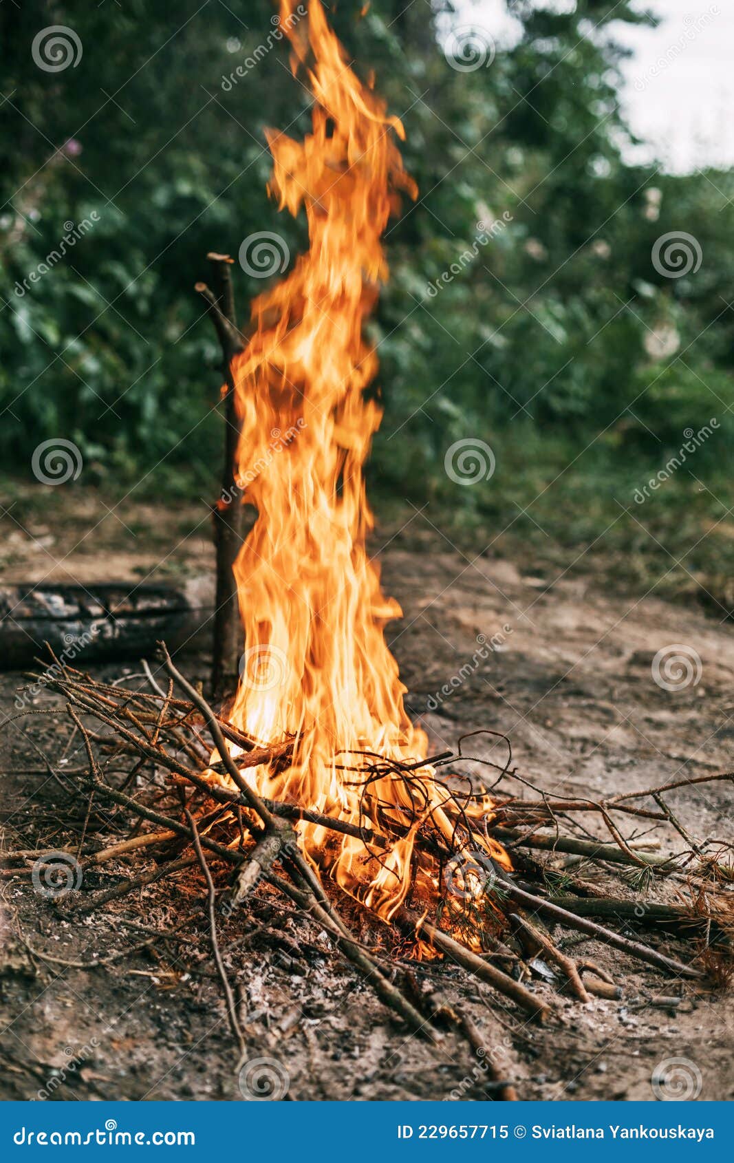 A Large Bonfire in the Forest, Close-up Stock Image - Image of fire ...
