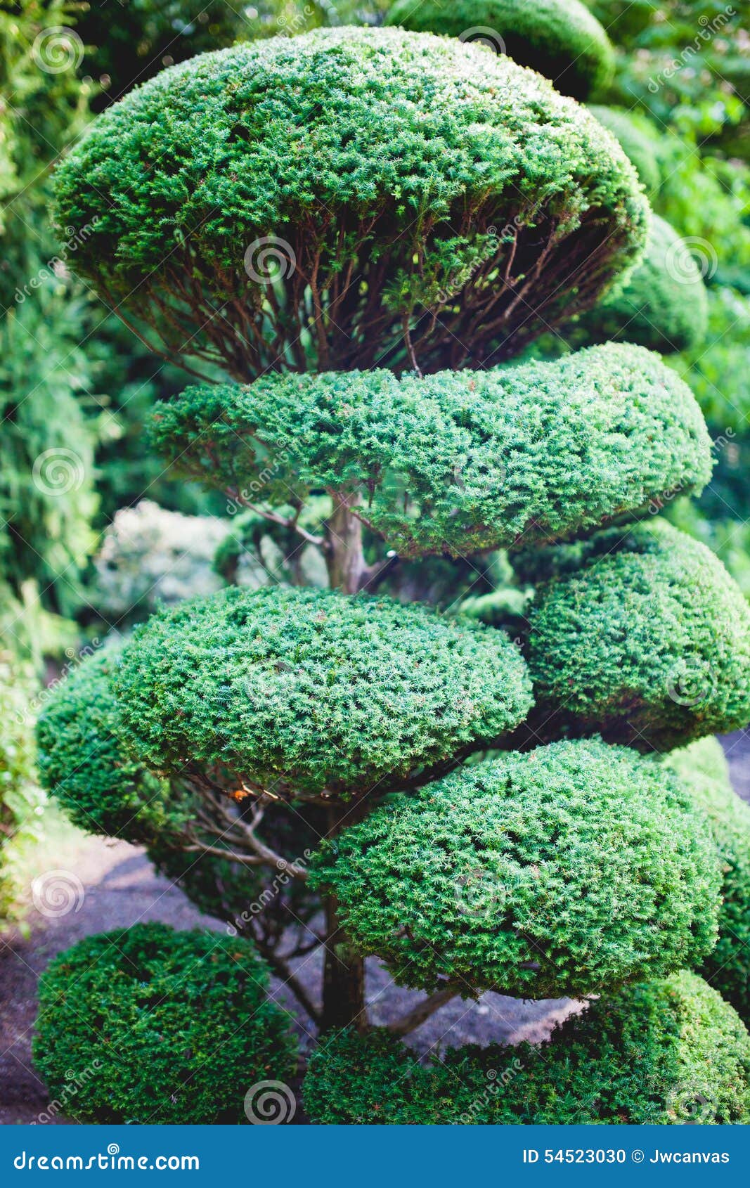 Large Bonsai Tree stock photo. Image of soft, fresh, beautiful - 54523030