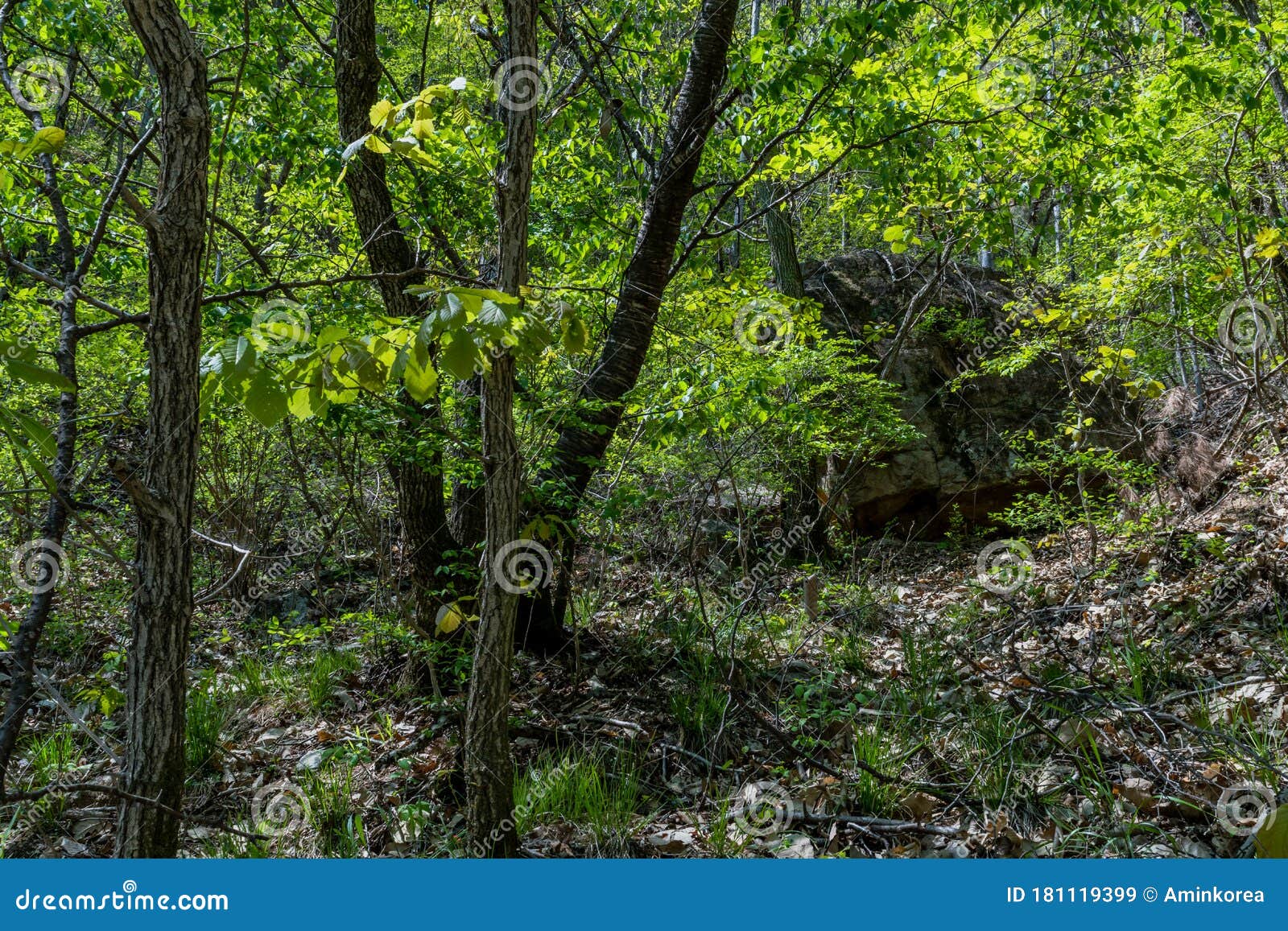 Heavy Underbrush Photos - Free & Royalty-Free Stock Photos from Dreamstime