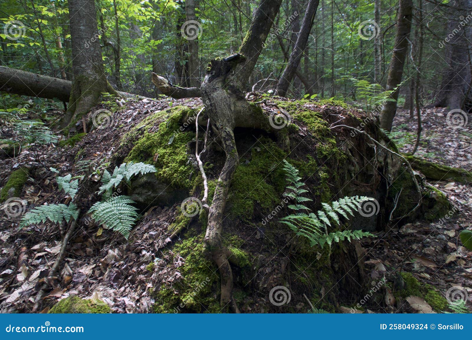 Large Boulder Covered with Moss and Trees Stock Photo - Image of forks ...
