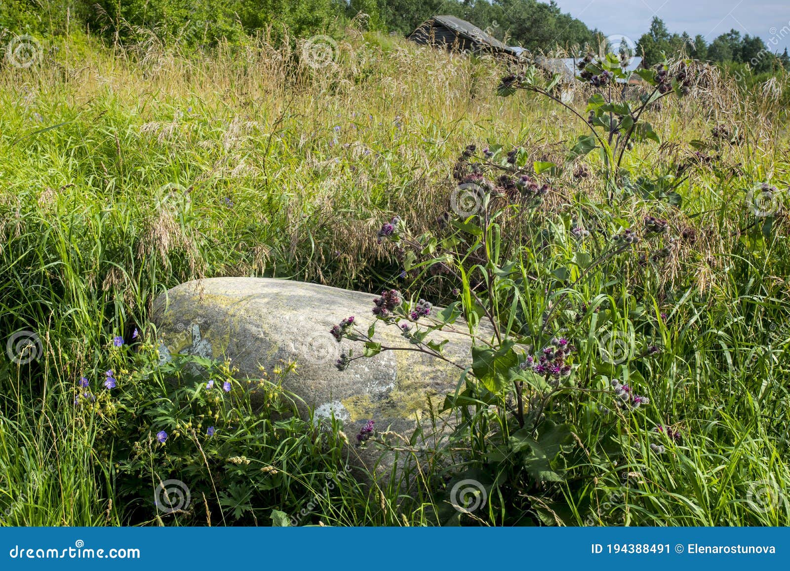 Large Boulder among the Wild-growing Grass Stock Image - Image of ...
