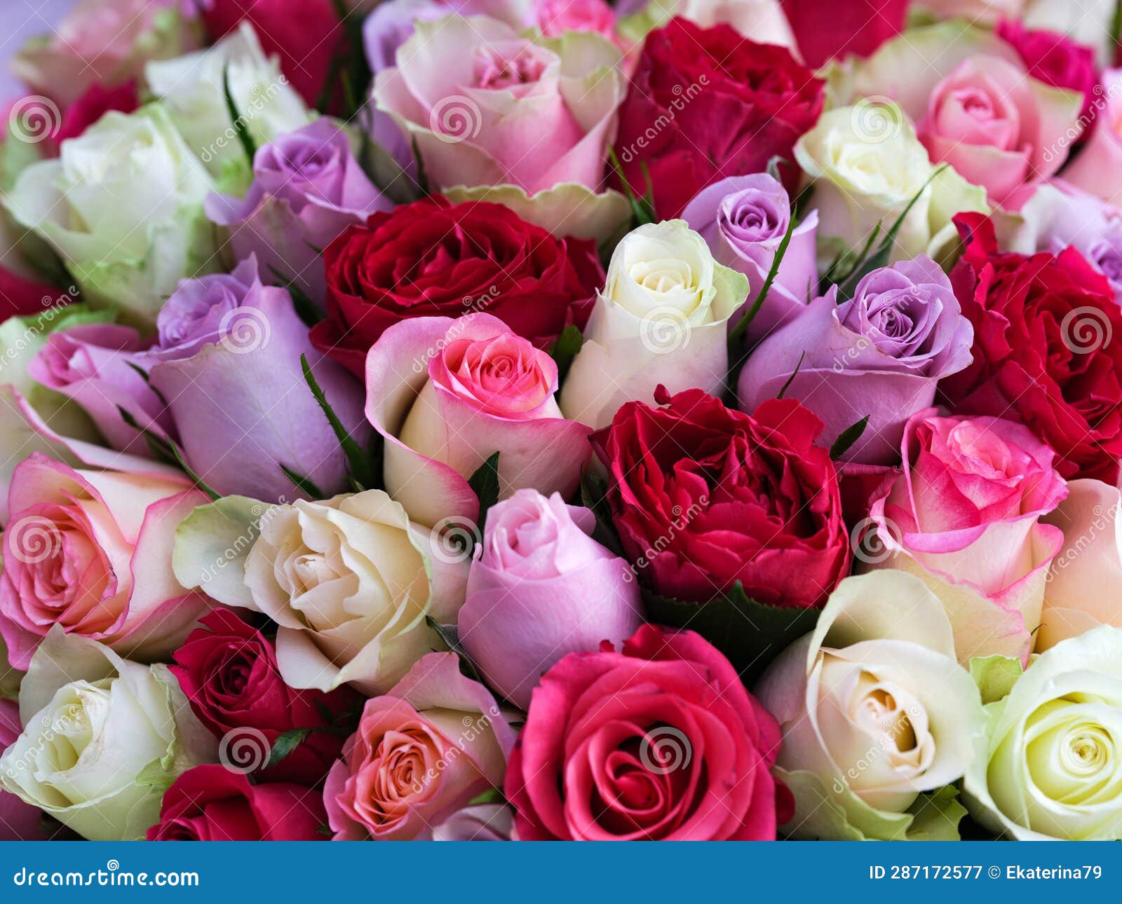 Large Bouquet of Beautiful Multicolored Roses. Full Flame Stock Image ...
