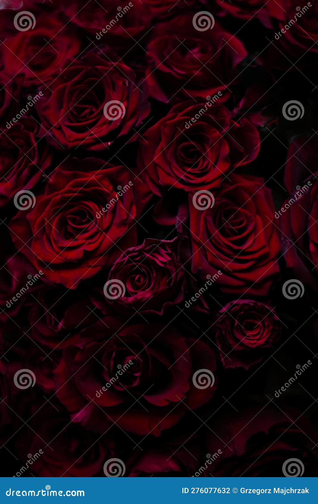 A Large Bouquet of Beautiful Red Roses. Stock Photo - Image of ...