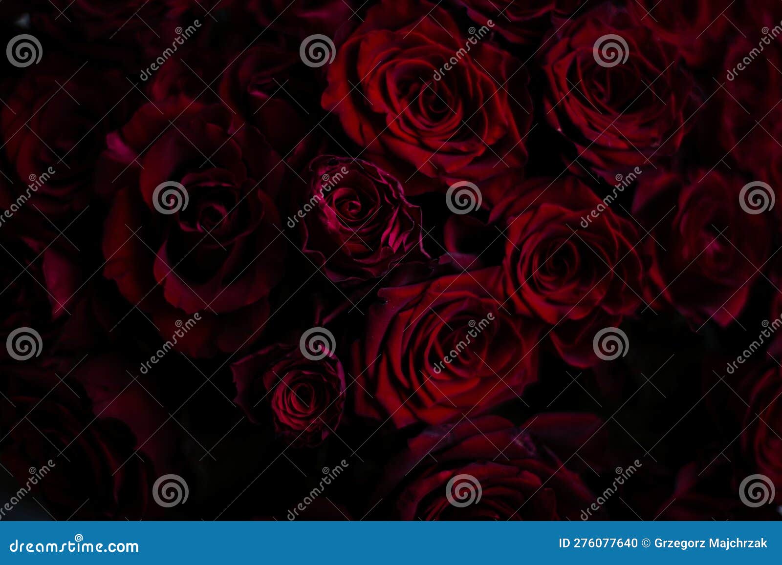 A Large Bouquet of Beautiful Red Roses. Stock Photo - Image of garden ...