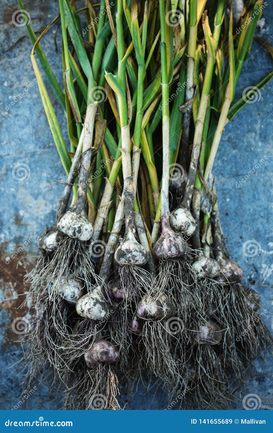 Garlic with roots stock image. Image of green, life - 141655689