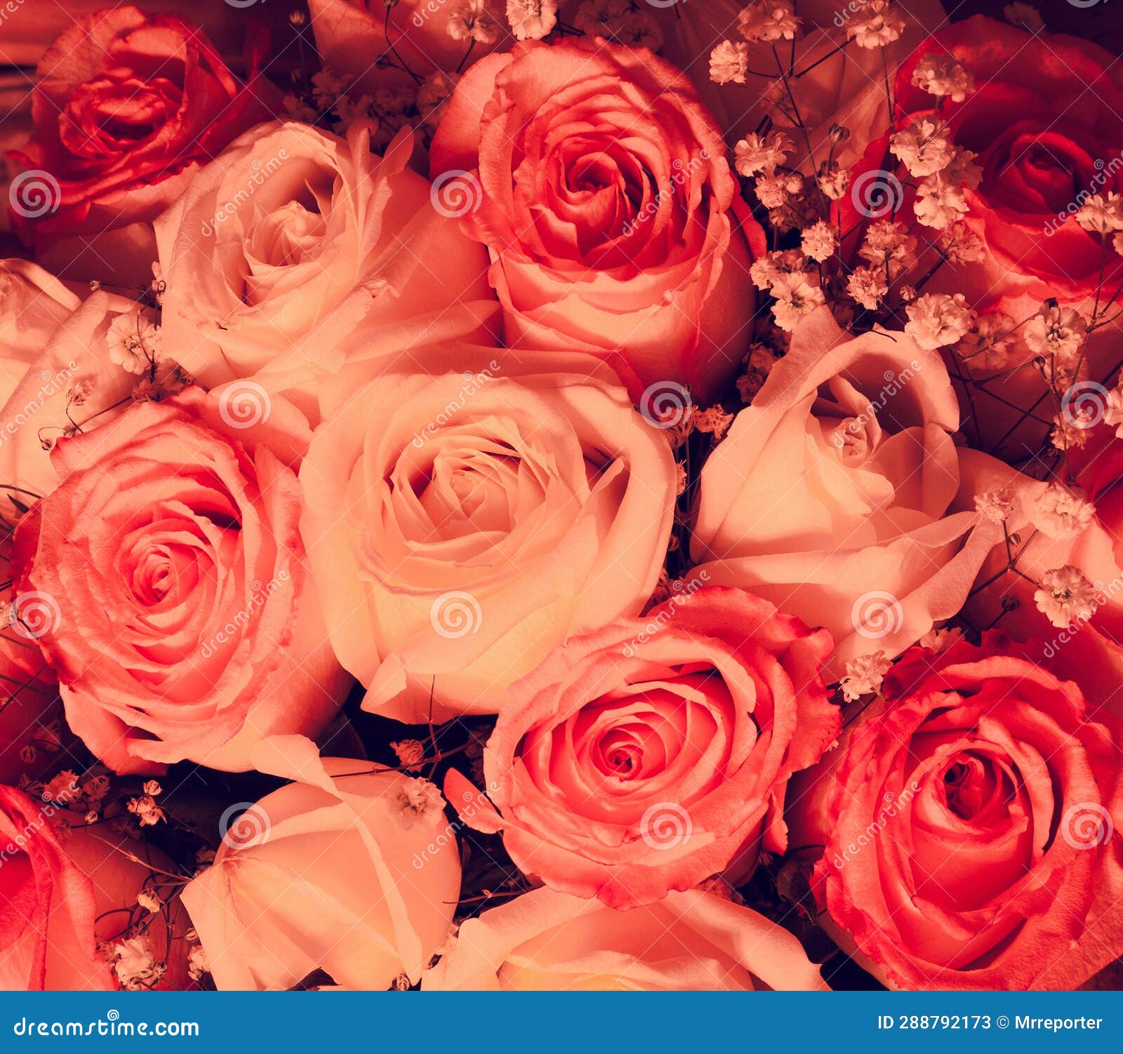 Large Bouquet of Red and Pink Roses Stock Image - Image of pink ...