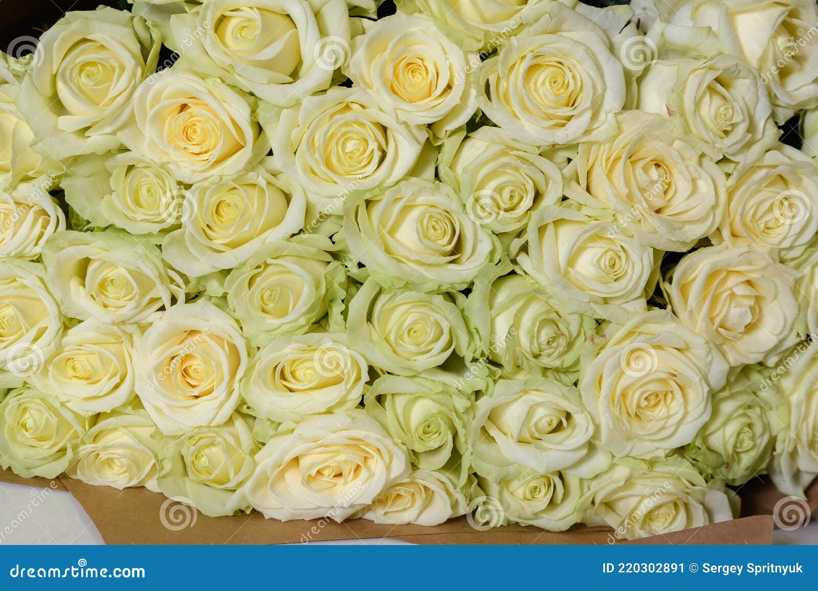 A Large Bouquet of White Roses Stock Image - Image of flower, bunch ...