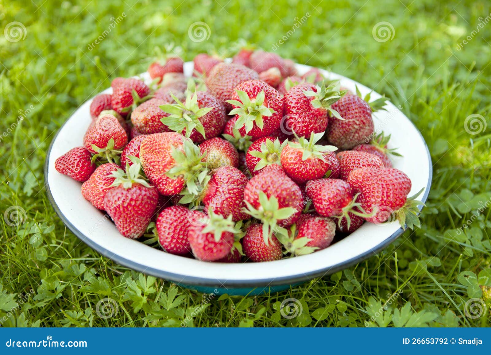 Large bowl of strawberries stock photo. Image of juicy - 26653792