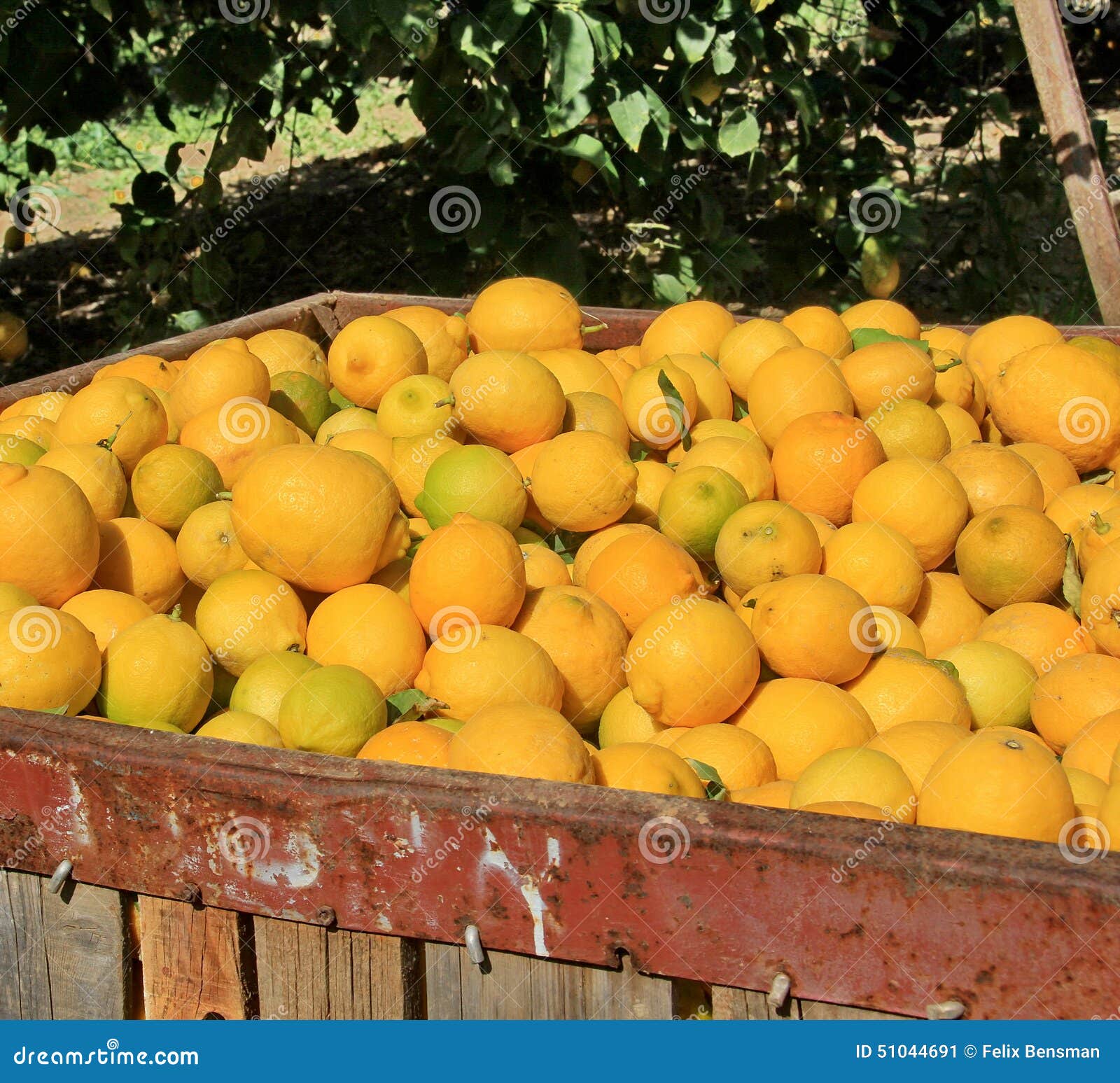 Large Boxes Filled with Lemons Stock Image - Image of gardening, fresh ...