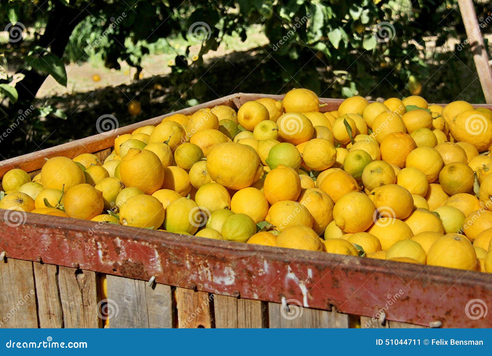 Large Boxes Filled with Lemons Stock Image - Image of delicious, lemon ...