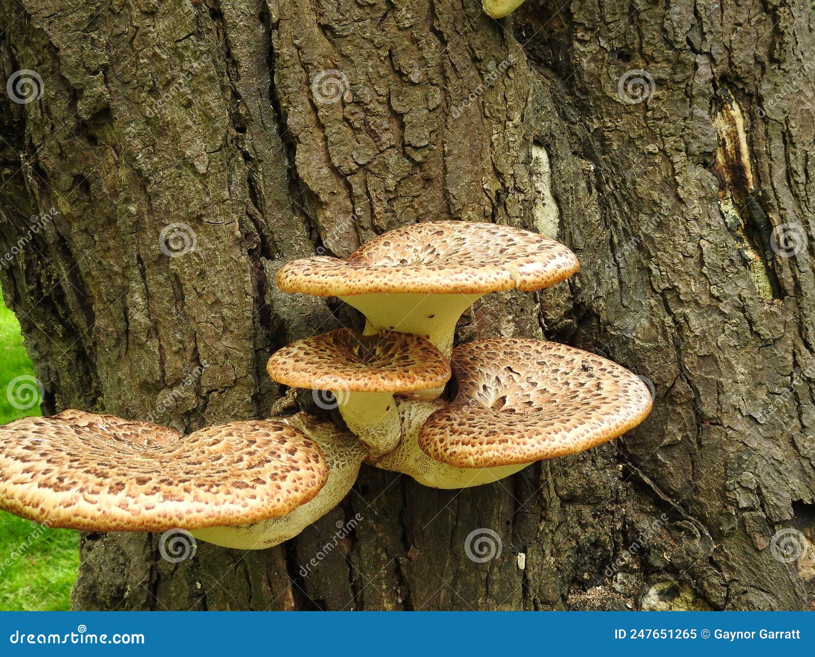 Bracket Fungus Growing on a Tree Trunk Stock Image - Image of large ...