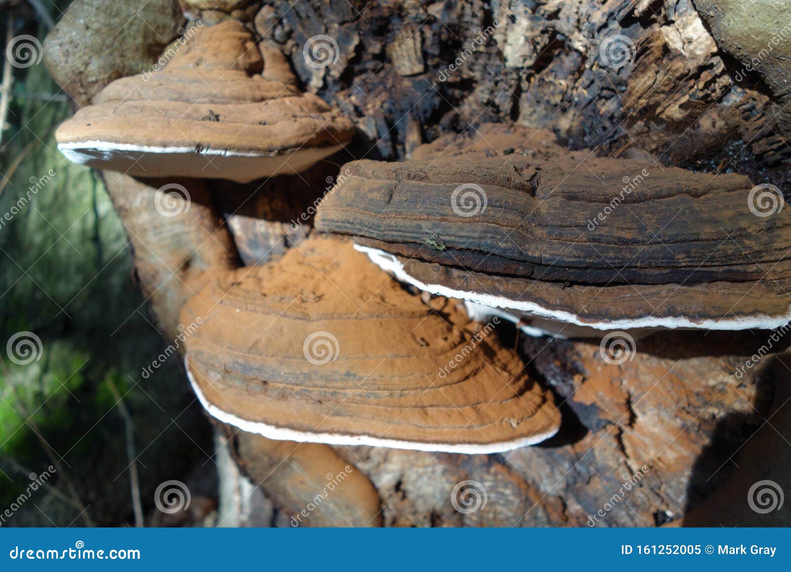 Large Bracket Fungus Growing on a Tree Stock Image - Image of fungus ...