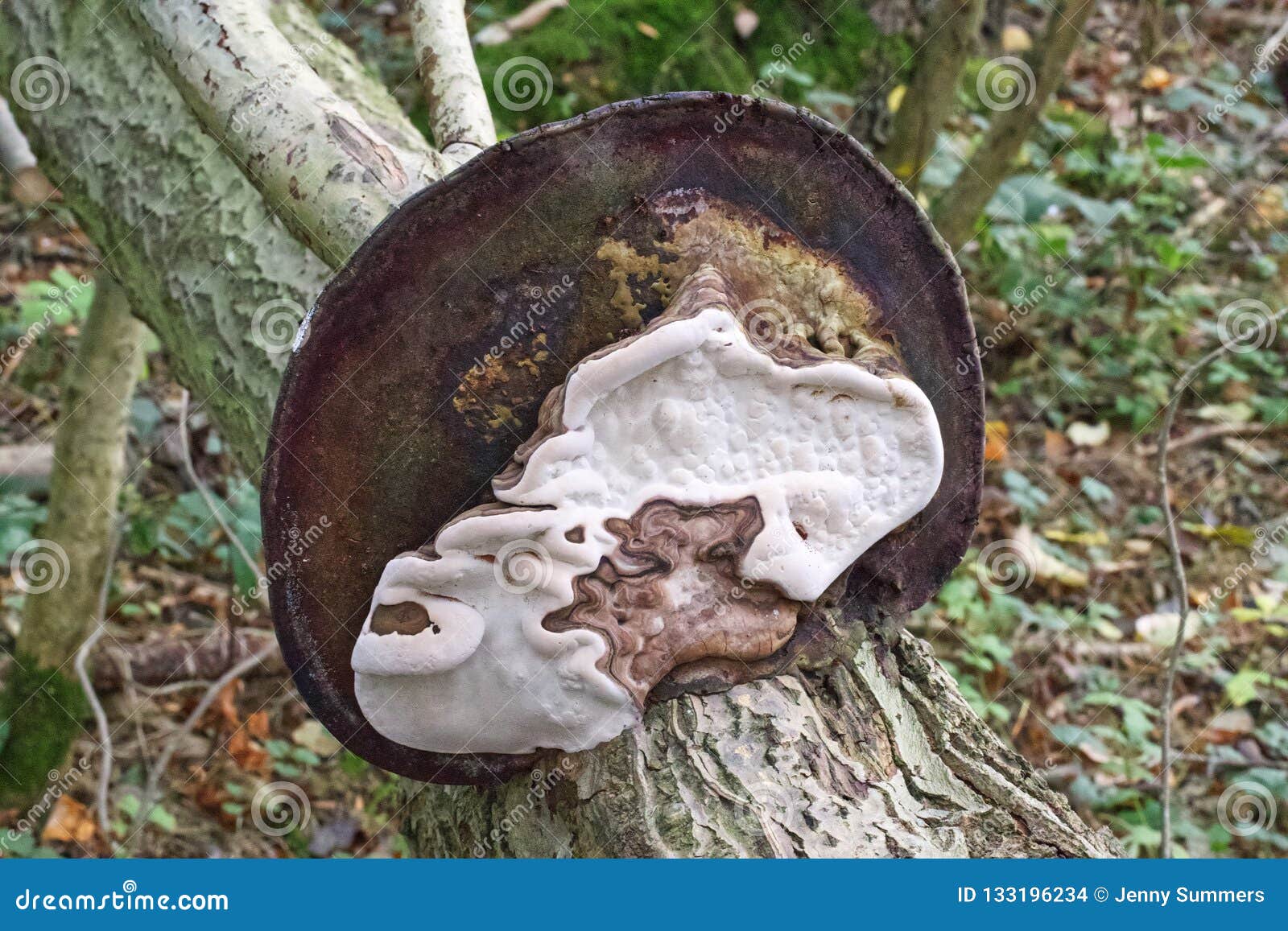 A large bracket fungus stock photo. Image of fallen - 133196234