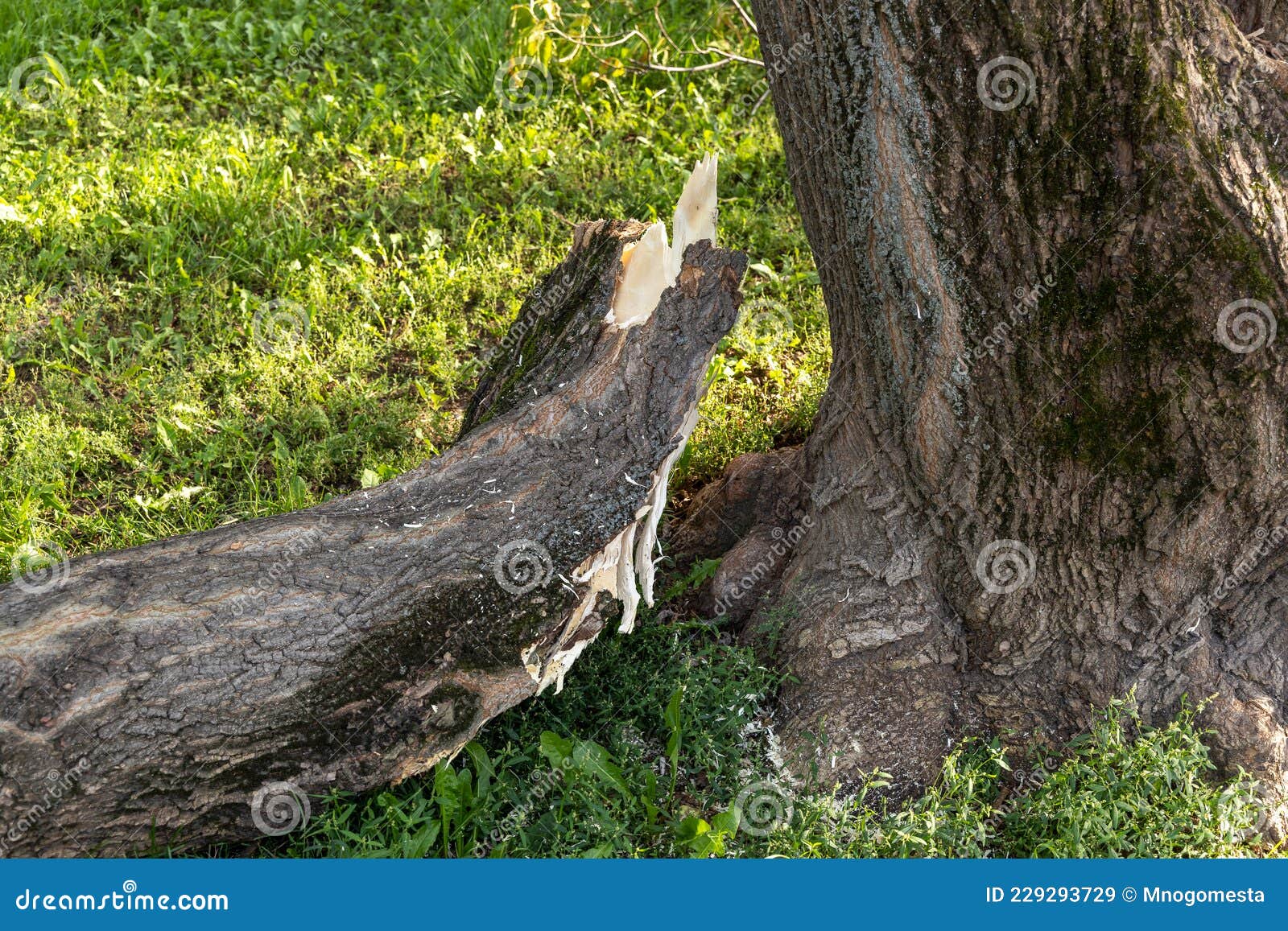 The Wind Broke The Tree. Roots And Trunk Of An Overturned Tree Royalty ...