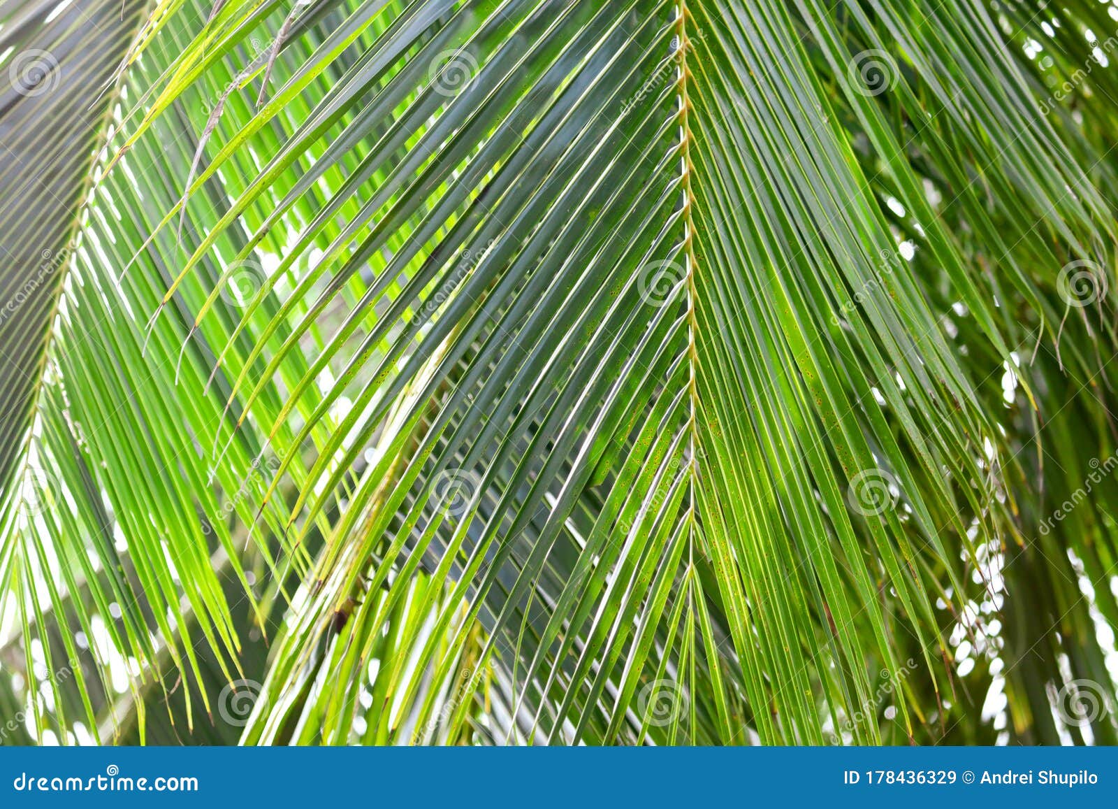 A Large Branch of a Palm Leaf Stock Image - Image of foliage, closeup ...