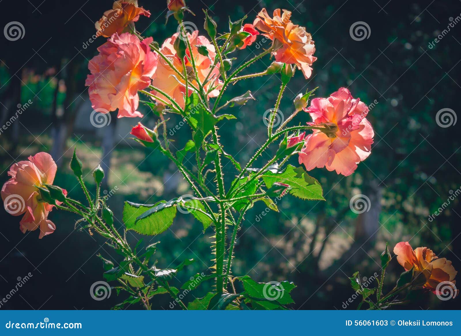 Large branch of pink roses stock image. Image of floret - 56061603