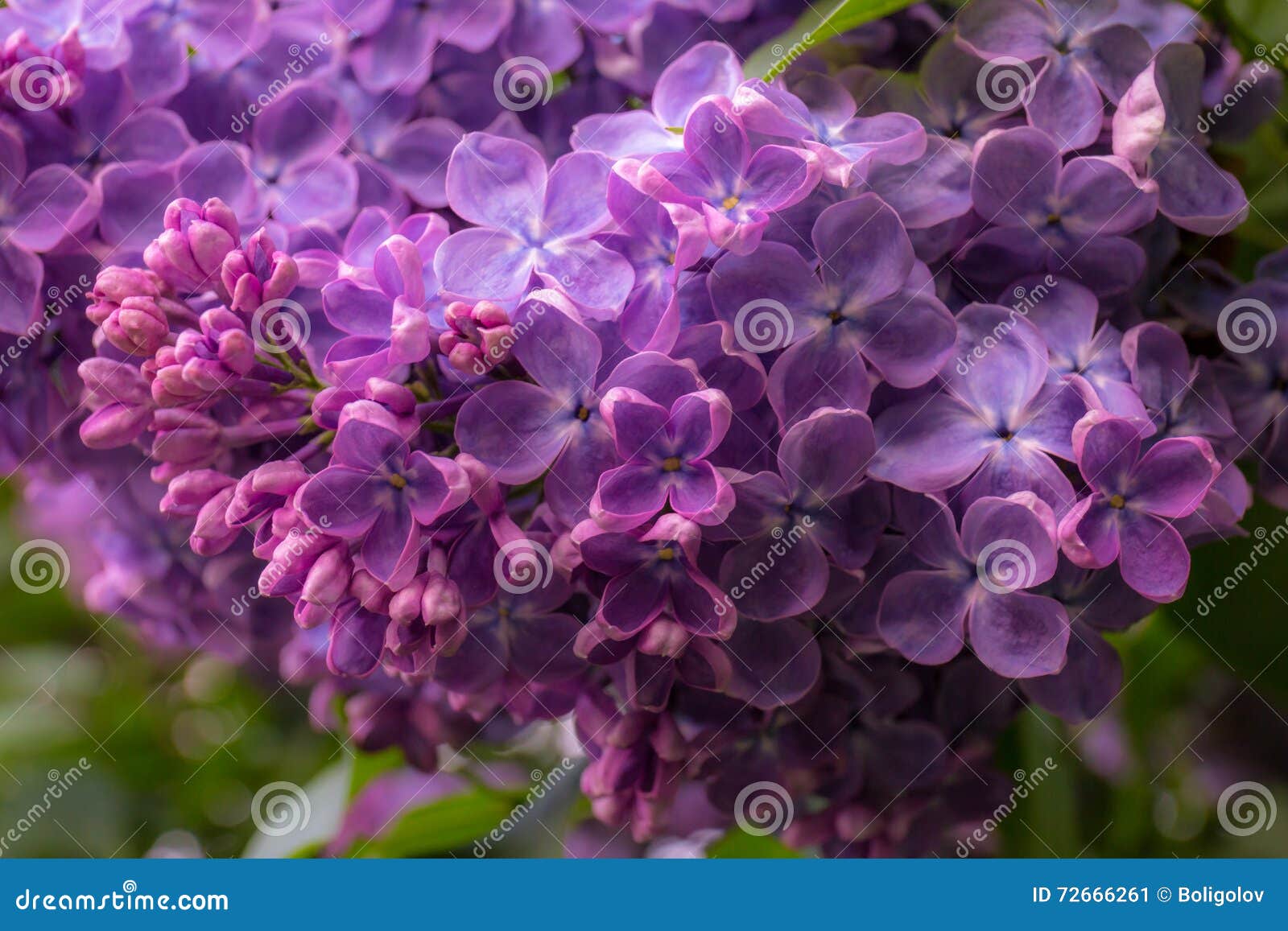 Large Branch of Purple Lilac Tree Stock Image - Image of garden, view ...