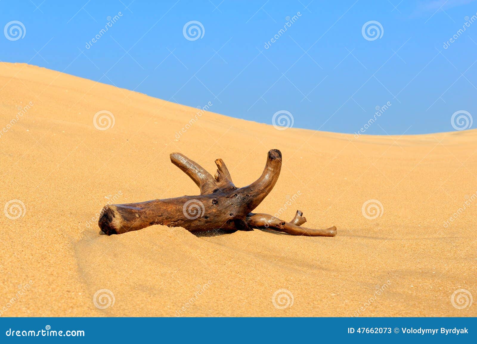 Large branch on a sand stock image. Image of background - 47662073