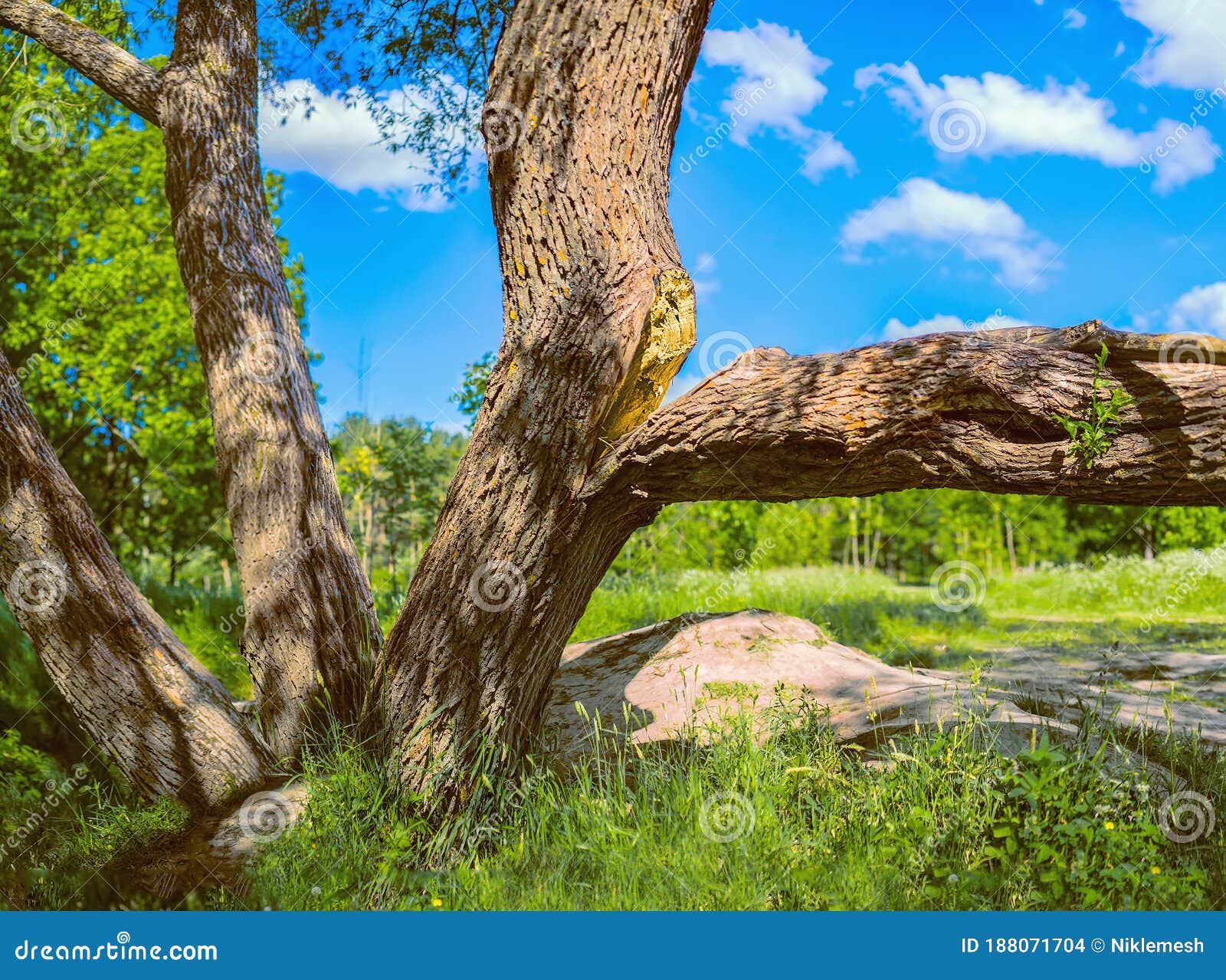 A Large Branch Split from the Tree Under Its Weight. Summer Landscape ...