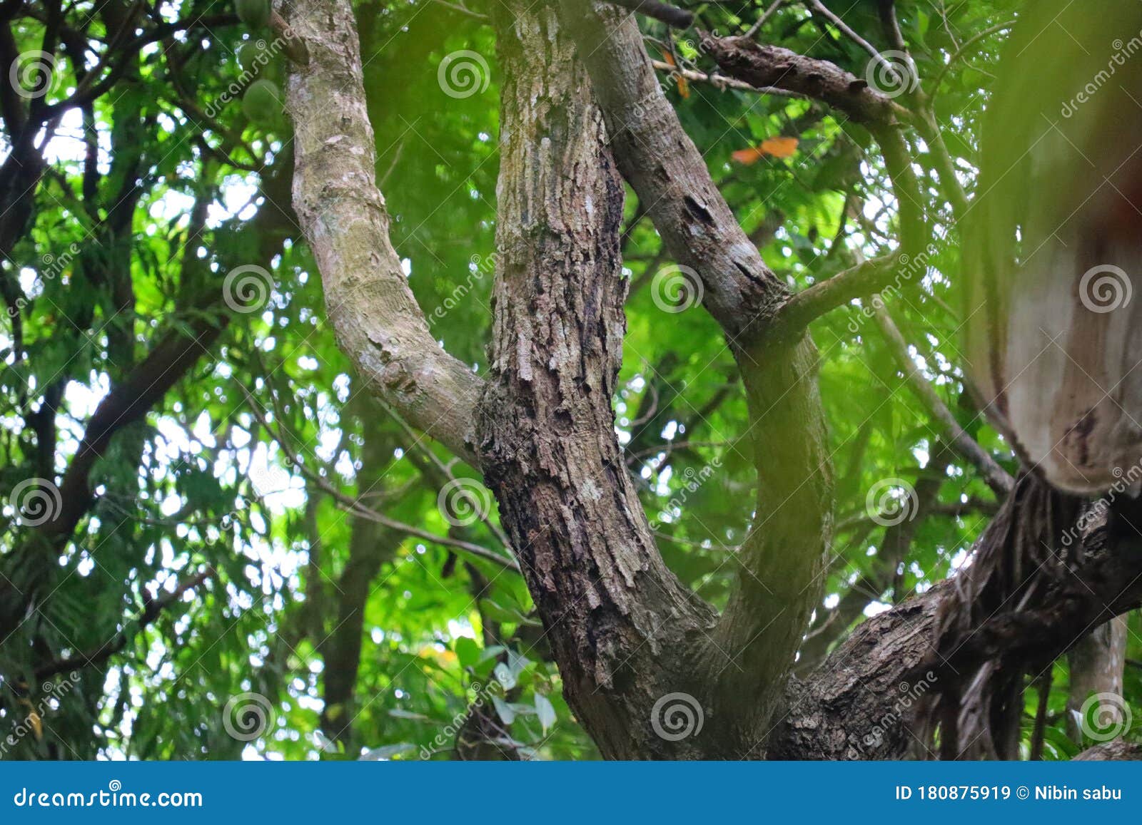 A large branch of a tree stock image. Image of large - 180875919