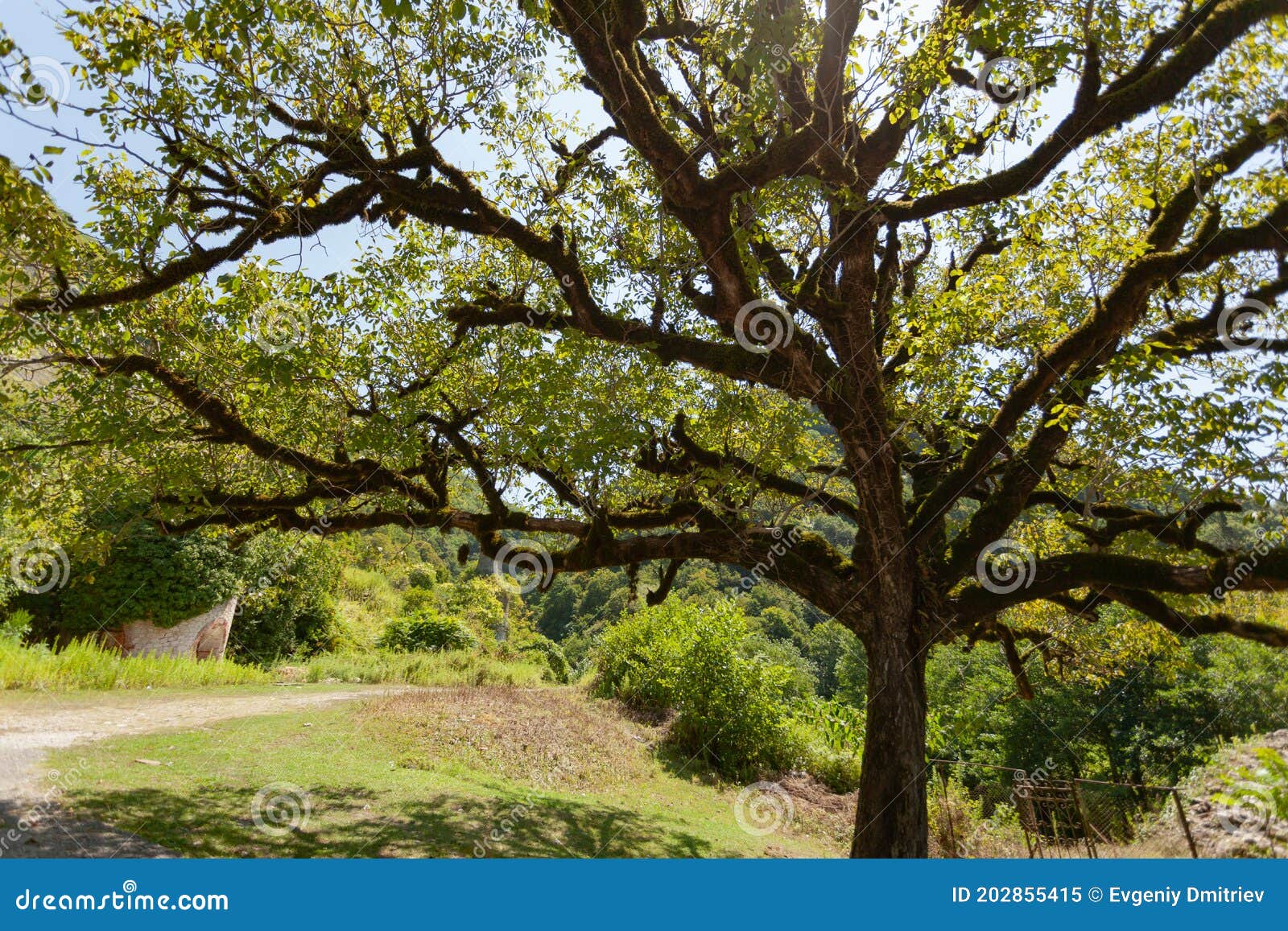 Large branch tree stock image. Image of shape, season - 202855415