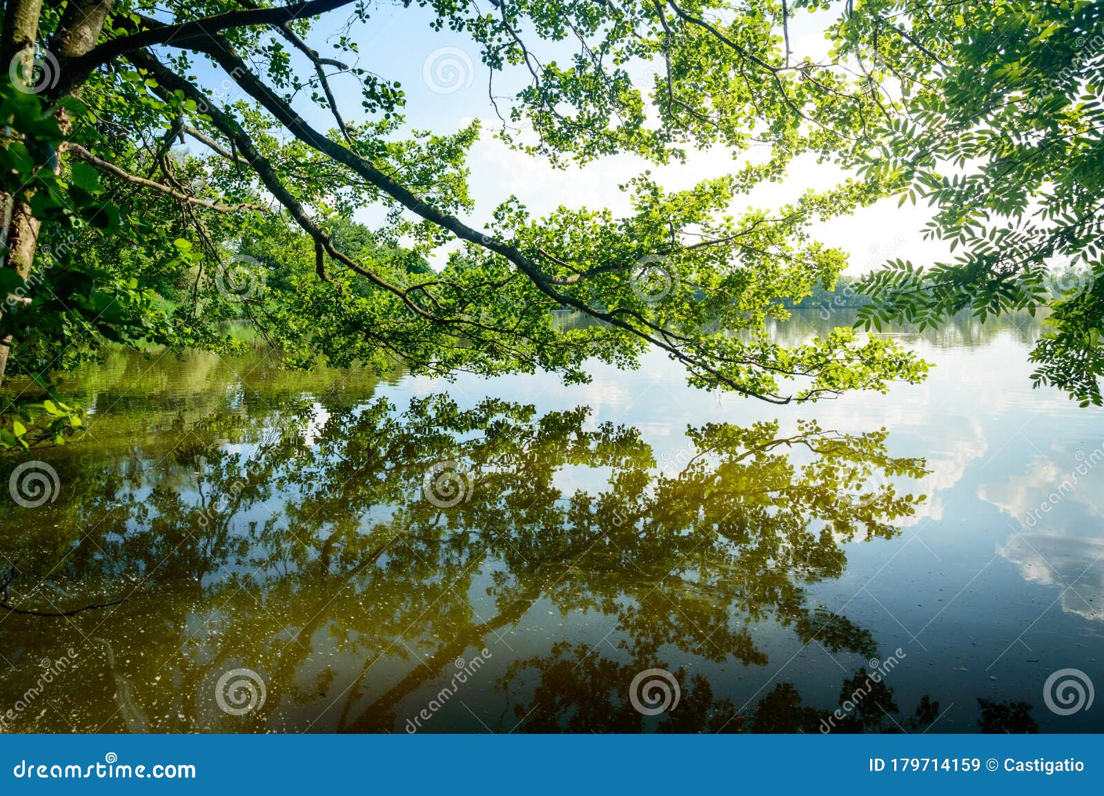 A Large Branch of the Tree Hangs Over the Pond, the Reflection of the ...