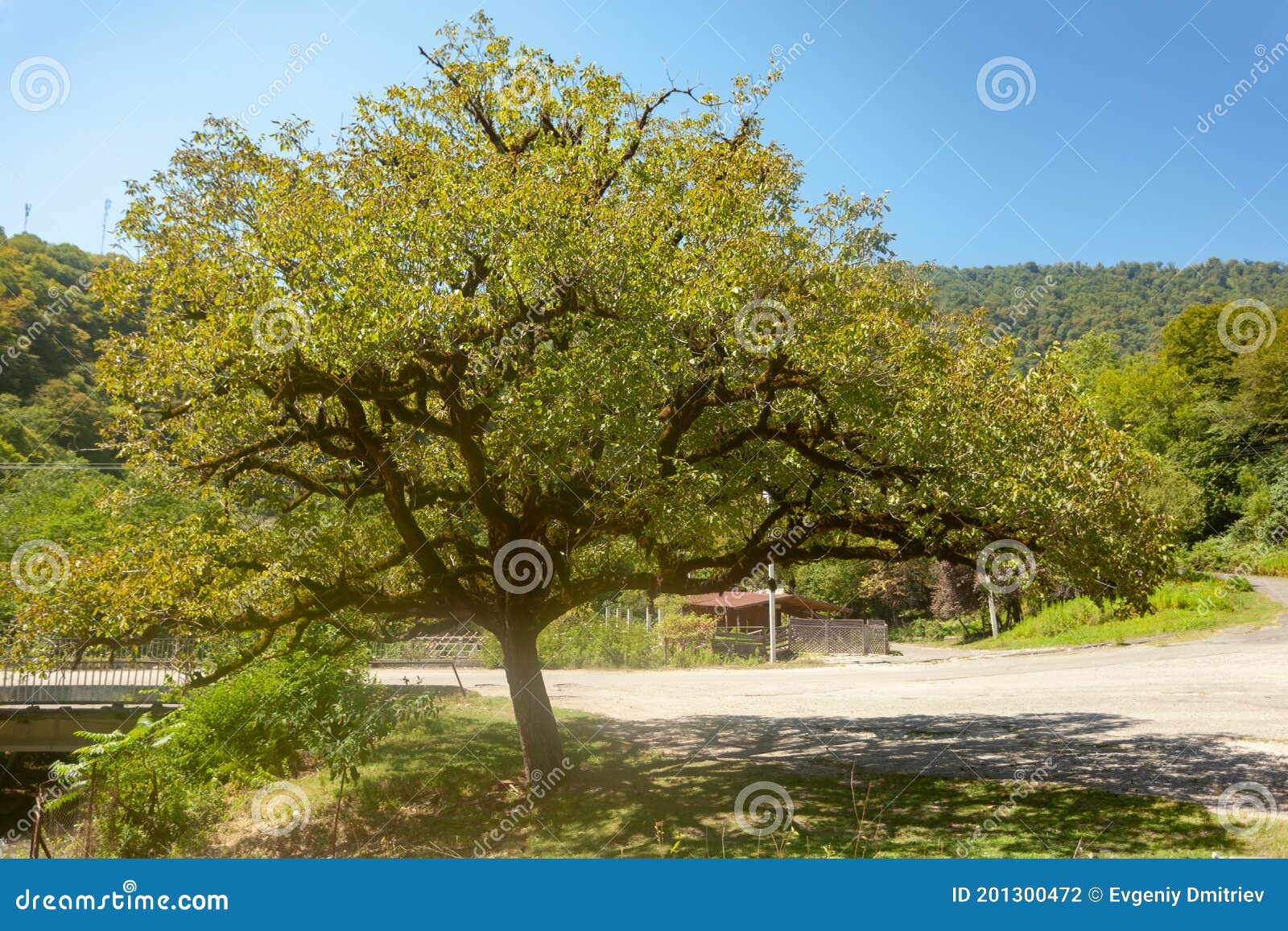 Large branch tree stock photo. Image of isolated, plant - 201300472