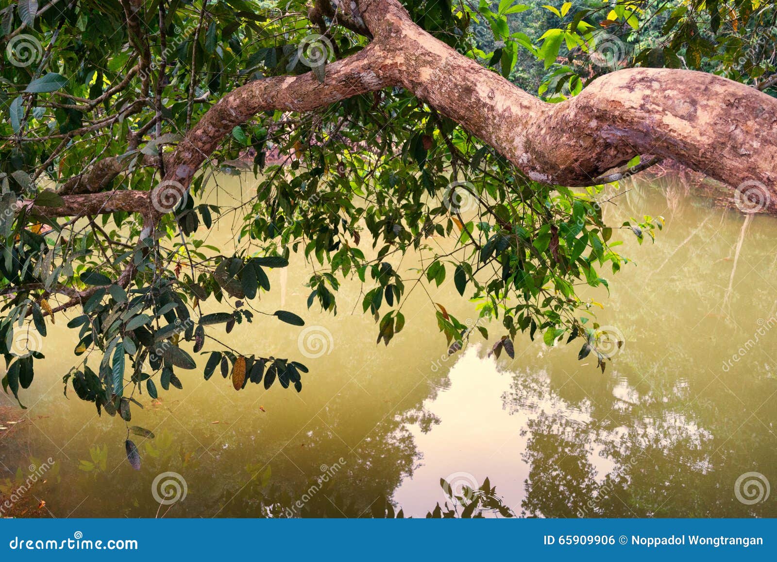 Large Branch of Tree Leans Out Over Water Stock Photo - Image of tree ...