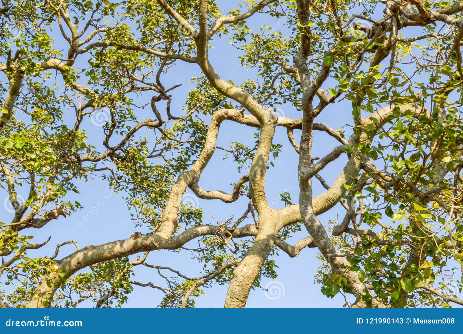 Large Branch Tree in Nature Garden Stock Image - Image of large, limb ...