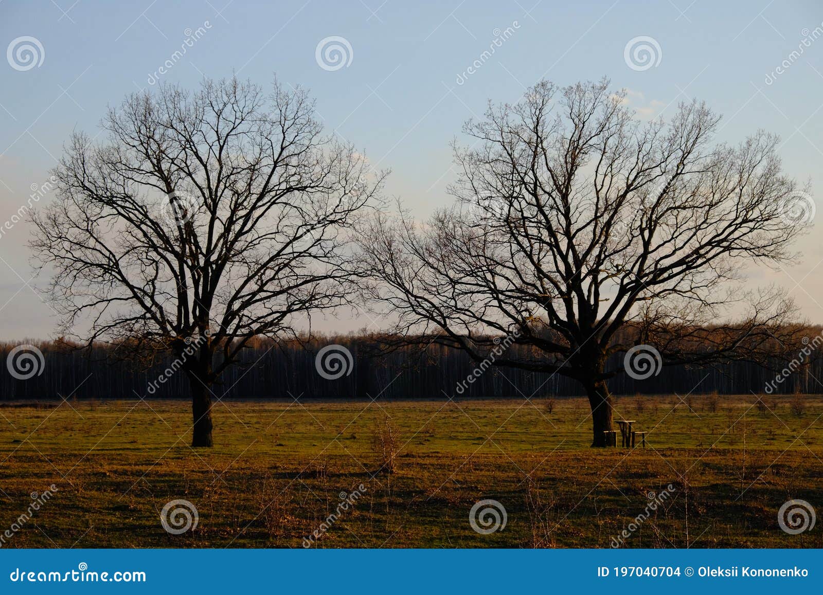 Large Branched Trees in the Autumn Evening Stock Photo - Image of ...