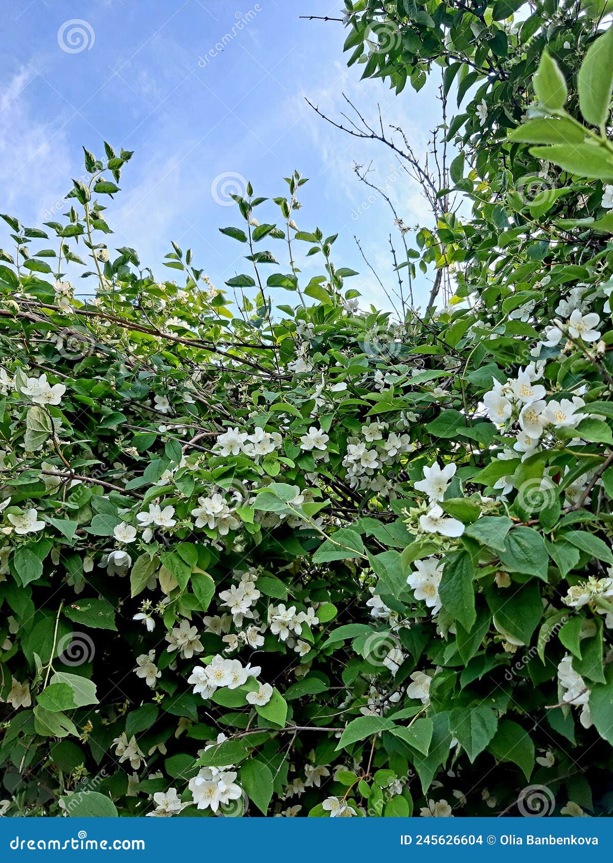 Large Branches of Blooming Jasmine Stock Photo - Image of branches ...