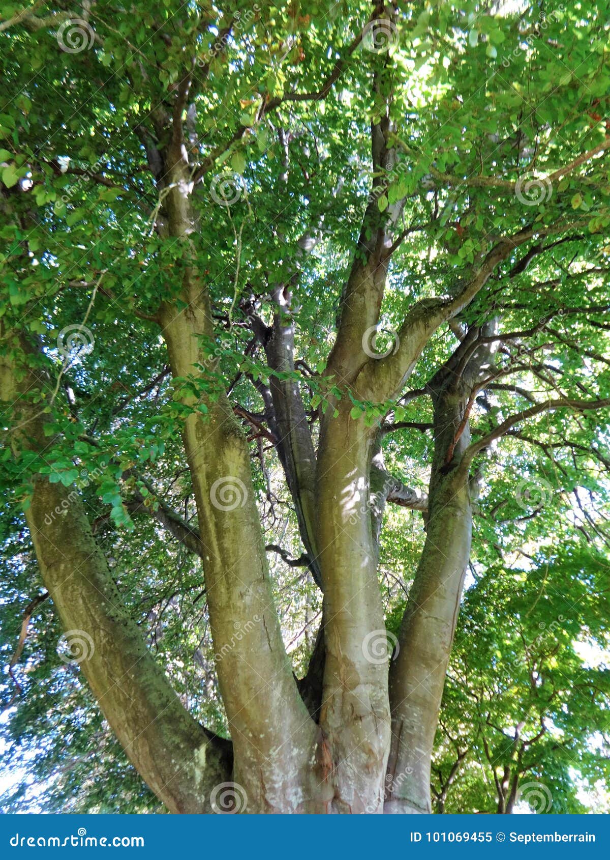 Huge Branches of an Old Tree in a Park Stock Image - Image of ...