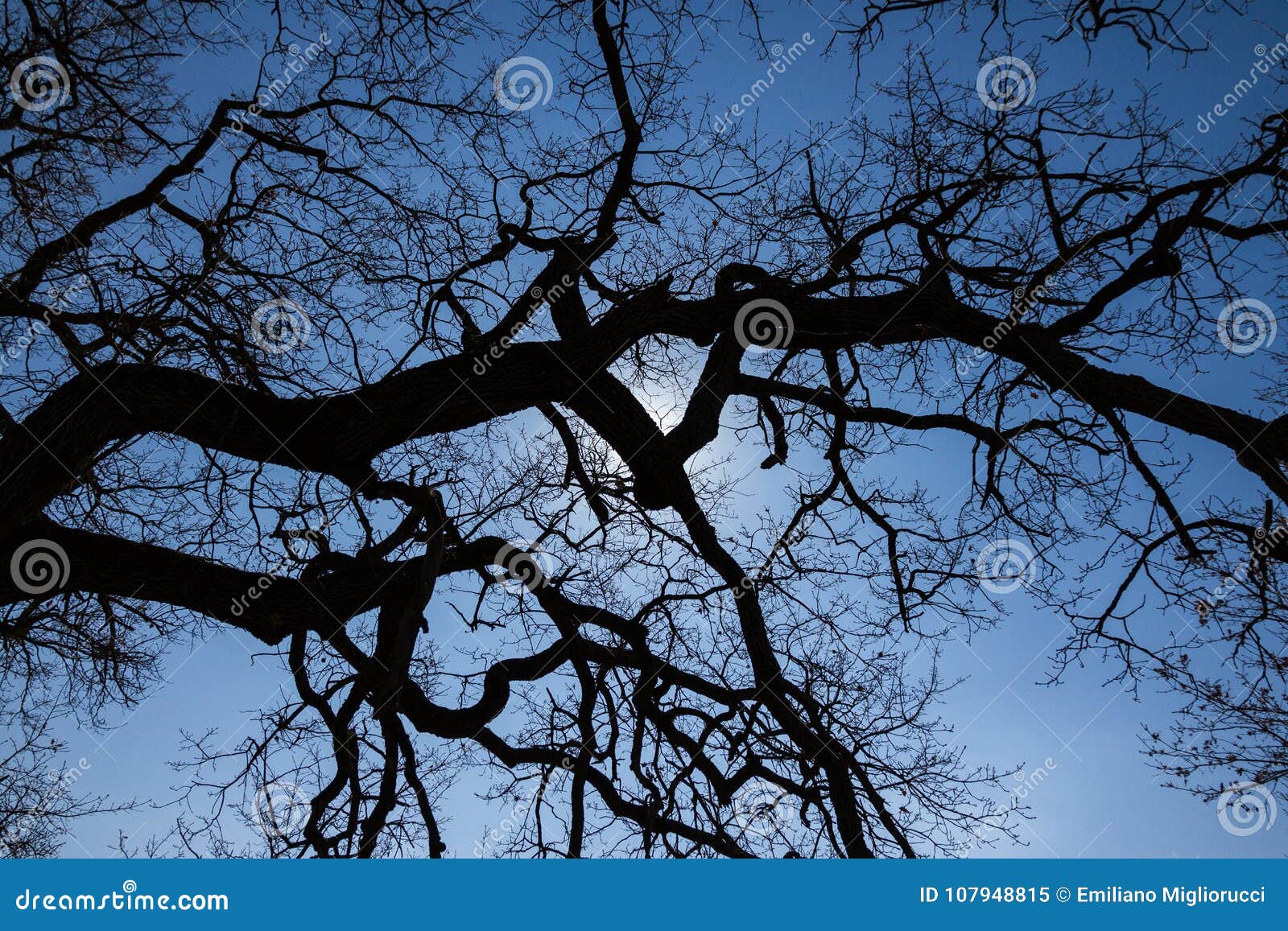 Large Branches of an Old Oak Tree Stock Image - Image of bark, park ...