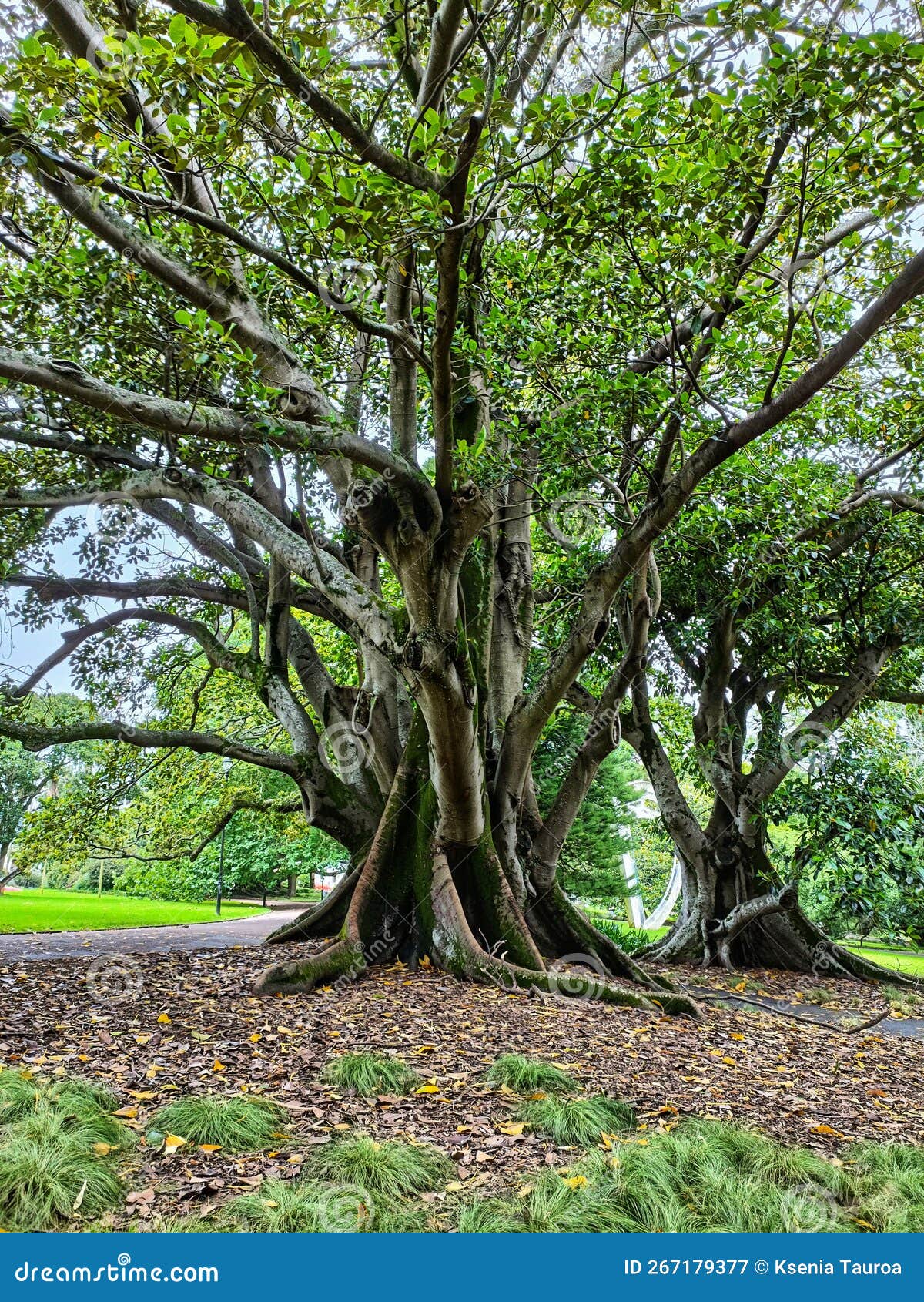 Large Branches and Roots on Tree in Albert Park, Auckland Stock Image ...