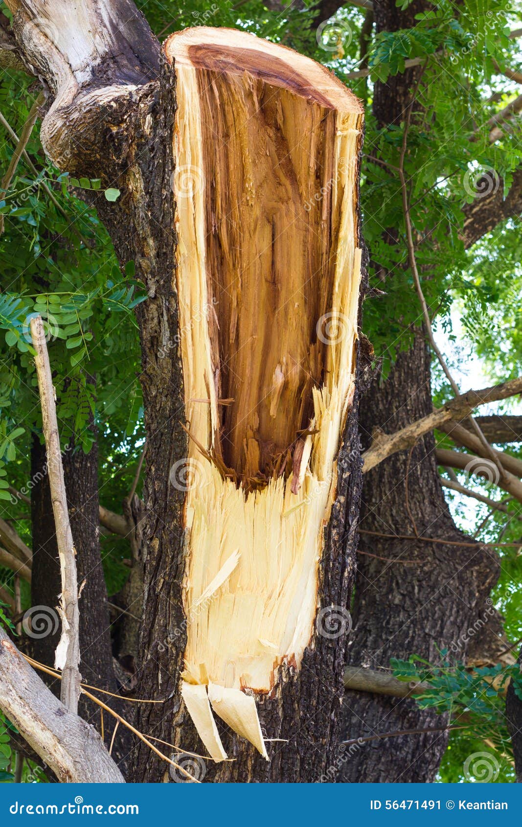 Large branches torn stock image. Image of pattern, green - 56471491