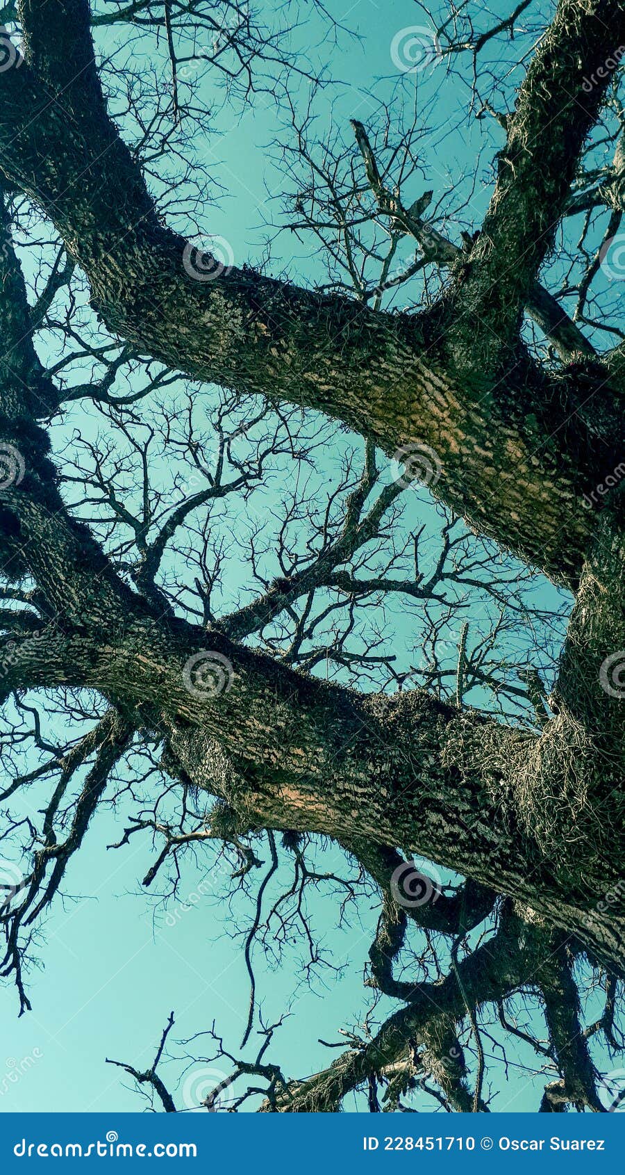 Small Twigs And Dry Chips On A Concrete Background , Lying In A Pile ...
