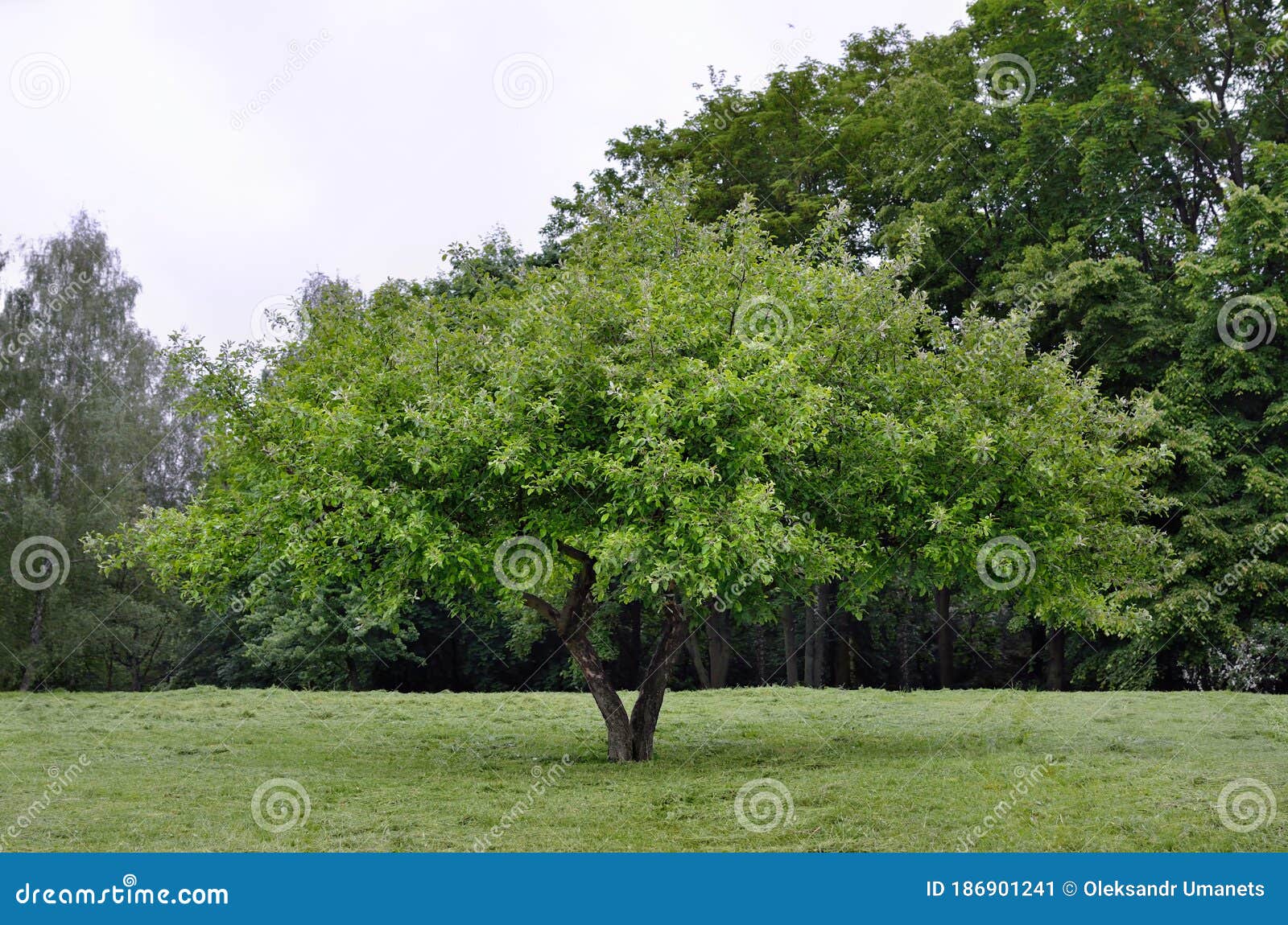 Large, Branchy Tree on a Background of Green Forest Stock Image - Image ...