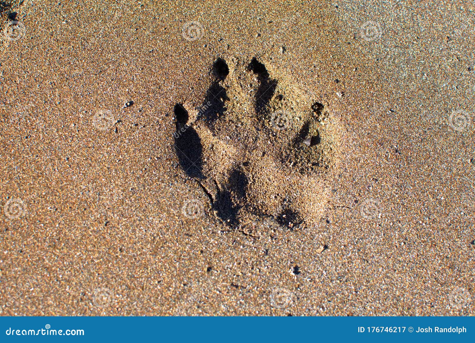 A Dog Paw Print in the Sand Stock Image - Image of foot, footsteps ...